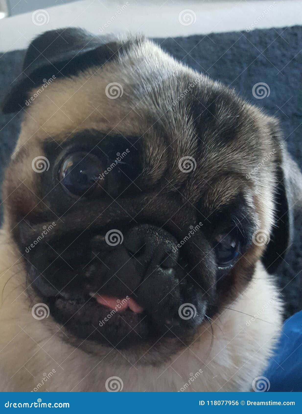 Pug face stock photo. Image of look, animal, face - 118077956