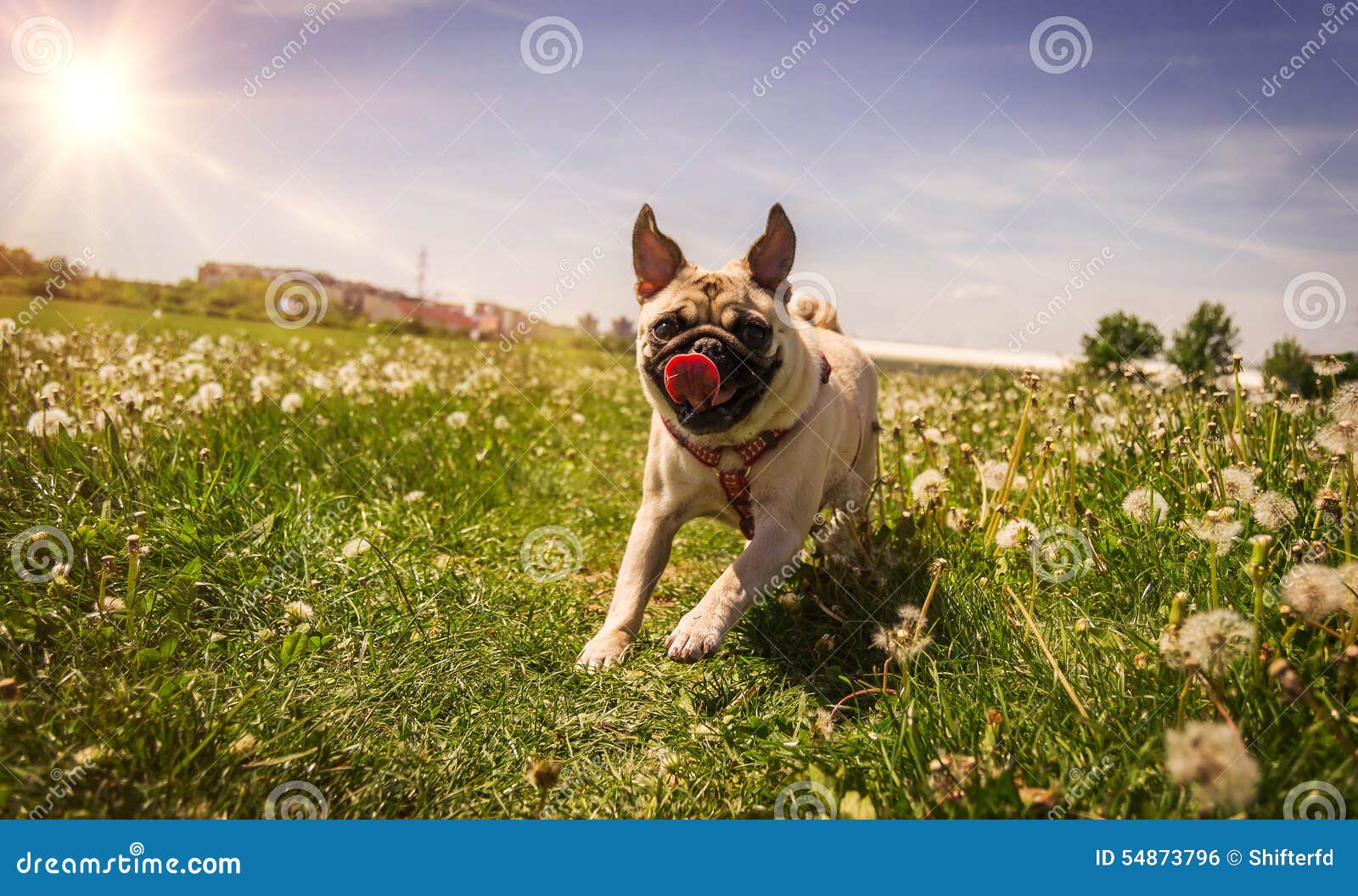 Pug in Field stock photo. Image of happiness, spring - 54873796