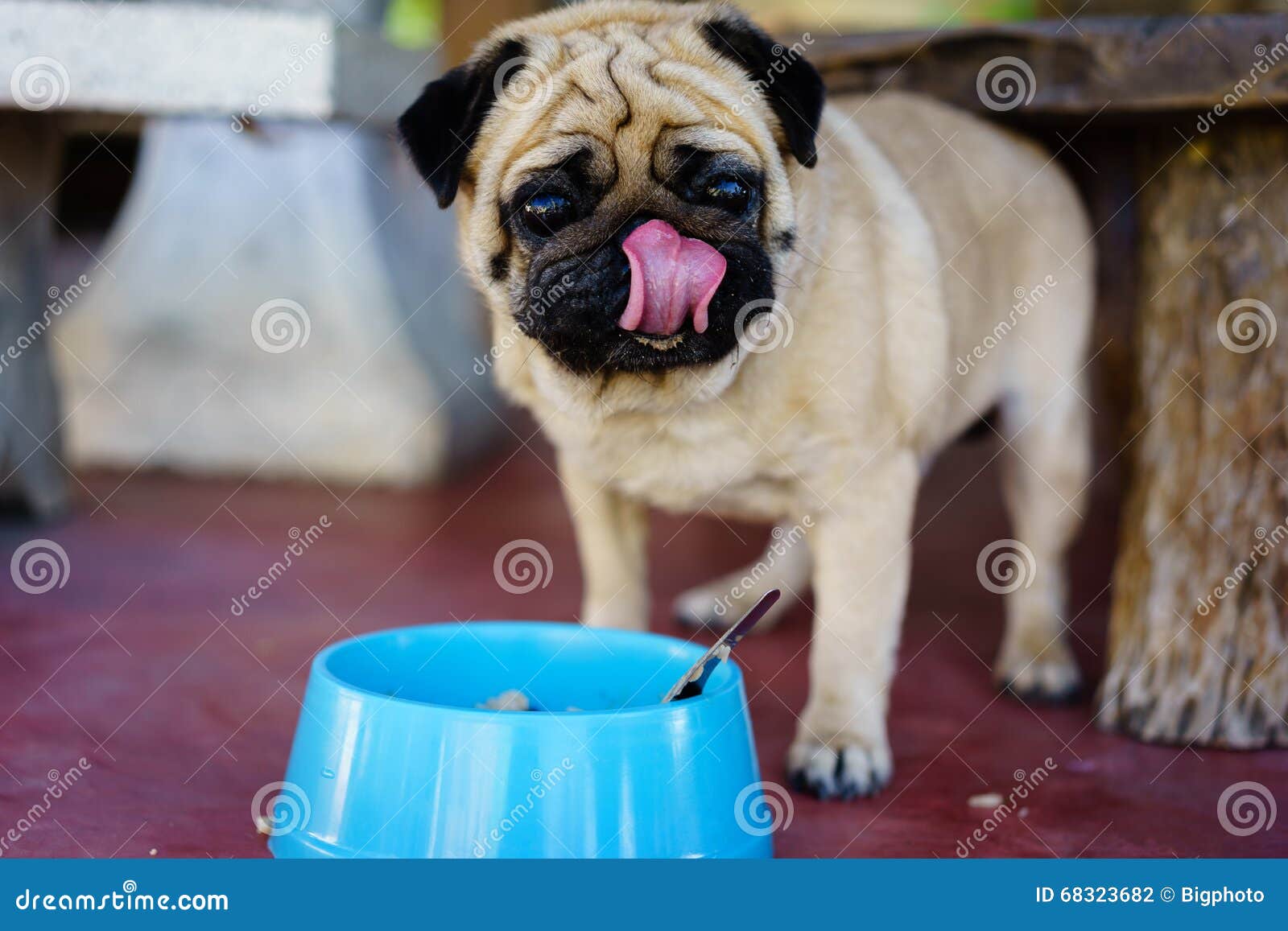 Pug with food stock photo. Image of diet, dinner, cute - 68323682