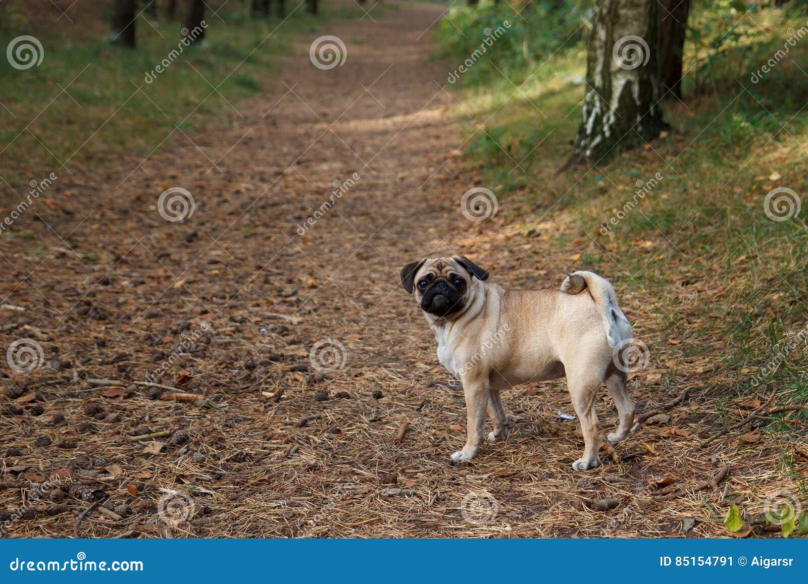 Pug in forest stock image. Image of waiting, mouth, mammal - 85154791