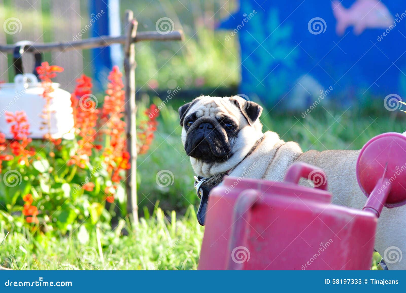 Pug in the garden. stock image. Image of summer, walks - 58197333