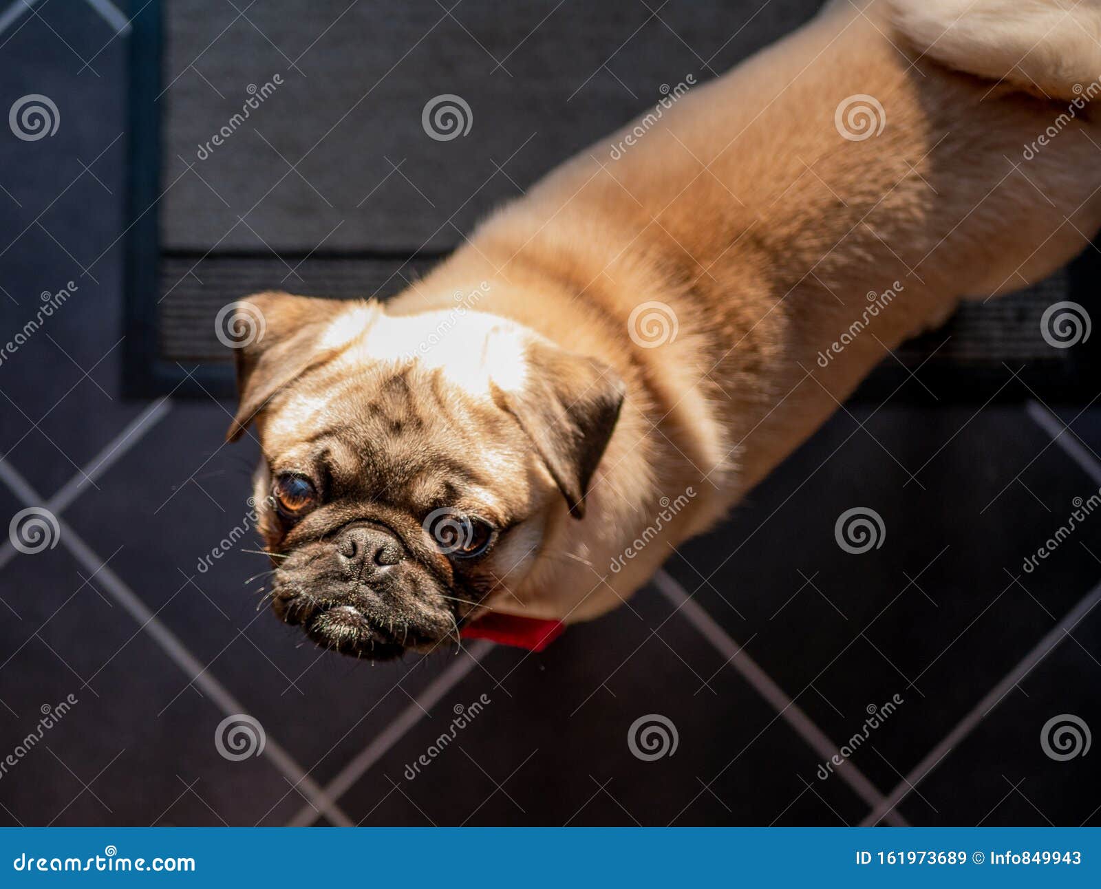 Pug General Shot from Above Stock Image - Image of pedigree, breed ...