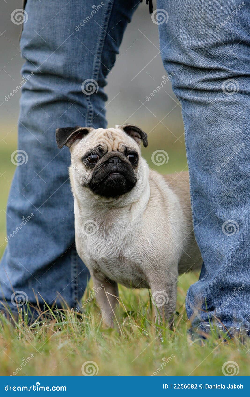 Pug get to safety stock photo. Image of eyes, outside - 12256082