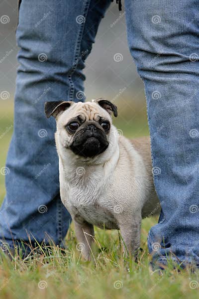 Pug get to safety stock photo. Image of eyes, outside - 12256082