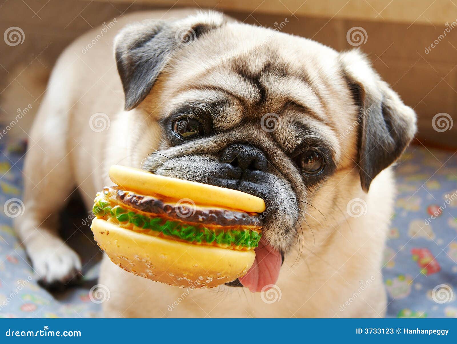 Pug And Hamburger Stock Photos - Image: 3733123
