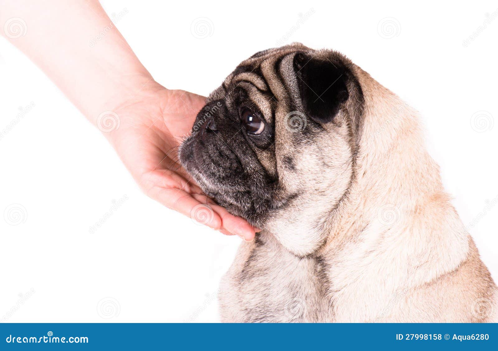 A pug with a hand stock photo. Image of white, touching - 27998158