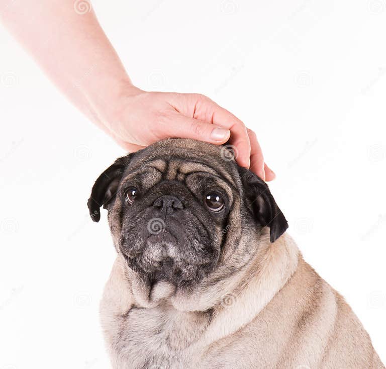A pug with a hand stock photo. Image of snout, touching - 27998212