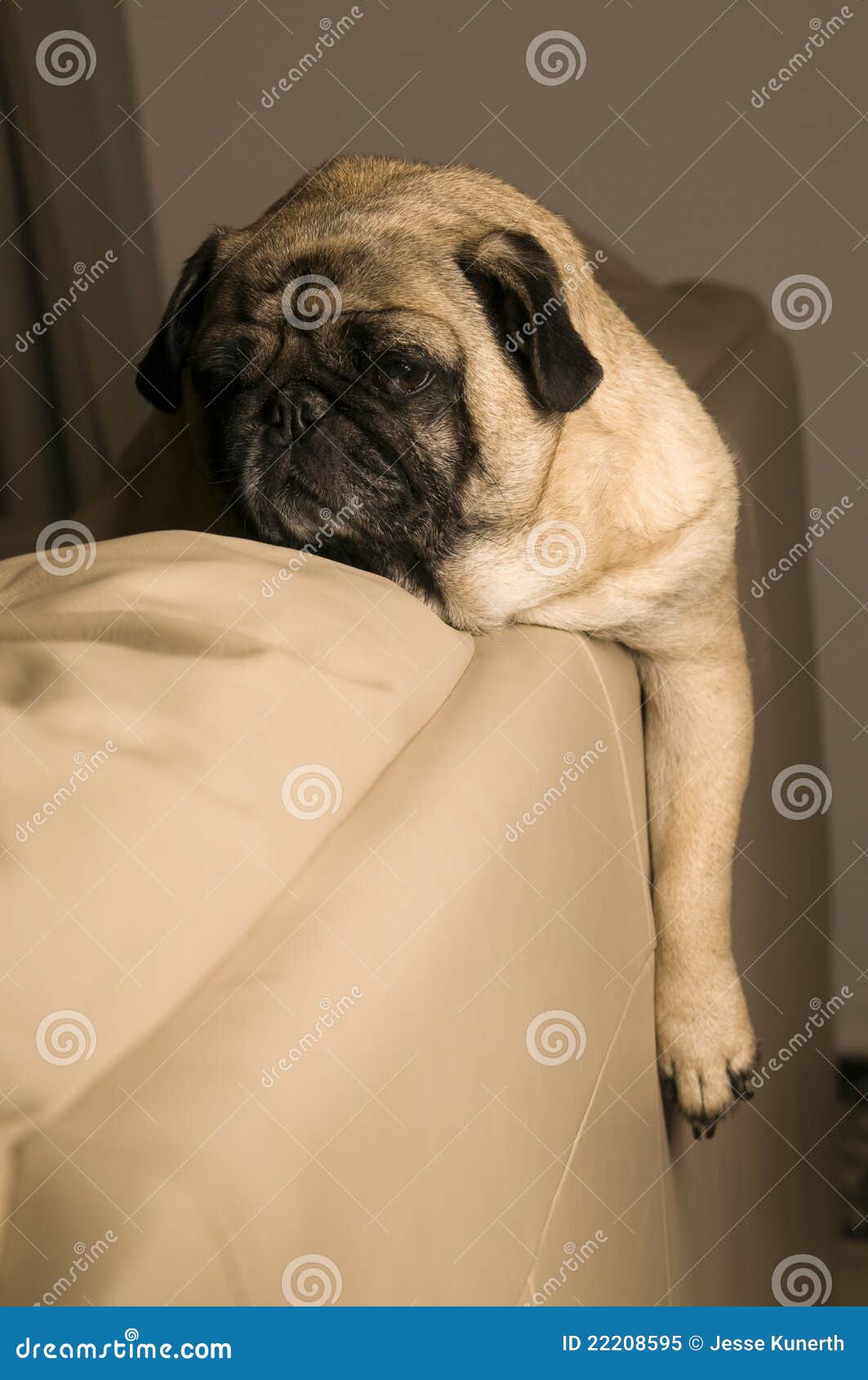 Pug Hanging Out stock image. Image of tired, laying, couch - 22208595