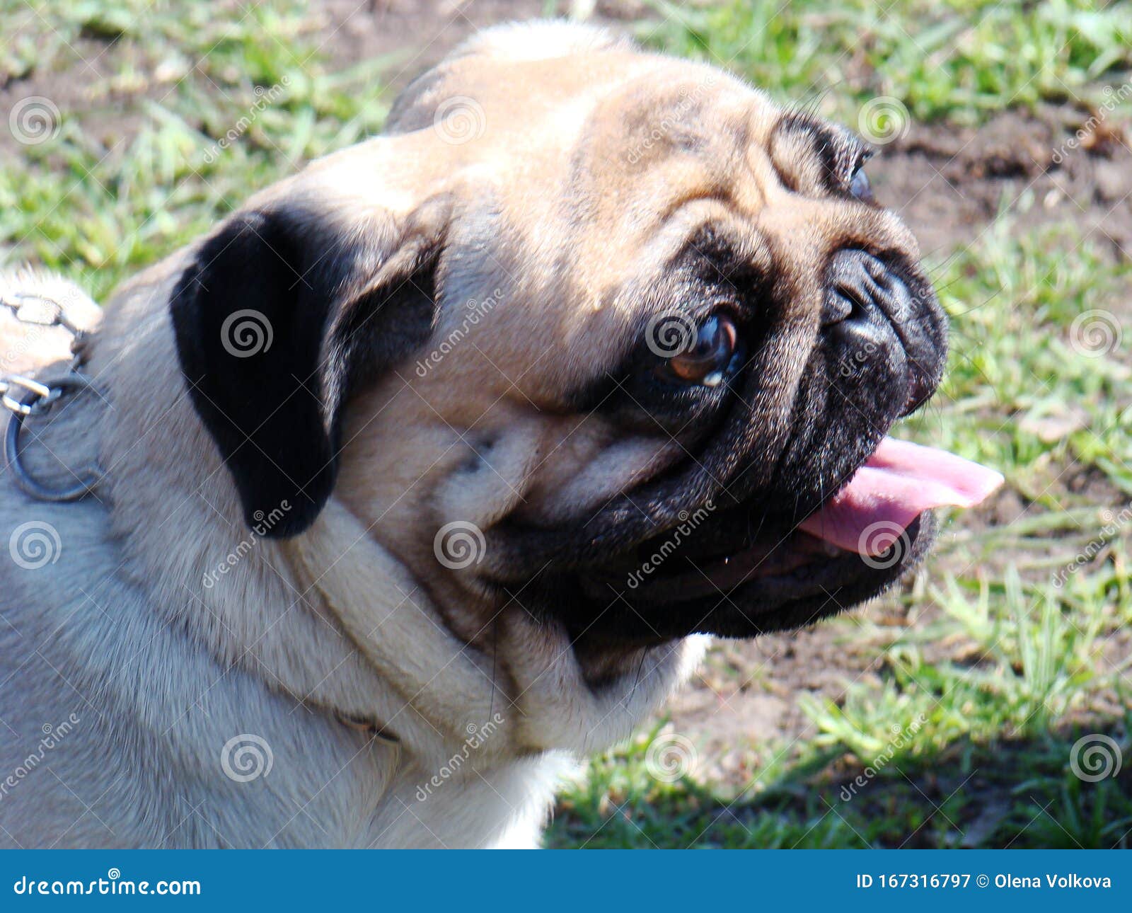 Pug, Head of a Pug. a Photo Pug Stock Image - Image of love, green ...