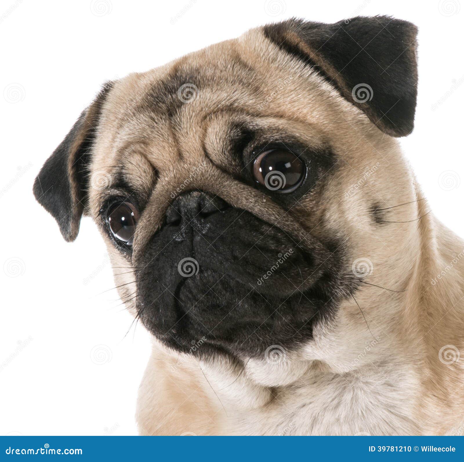 Pug Head Portrait Stock Photo - Image: 39781210