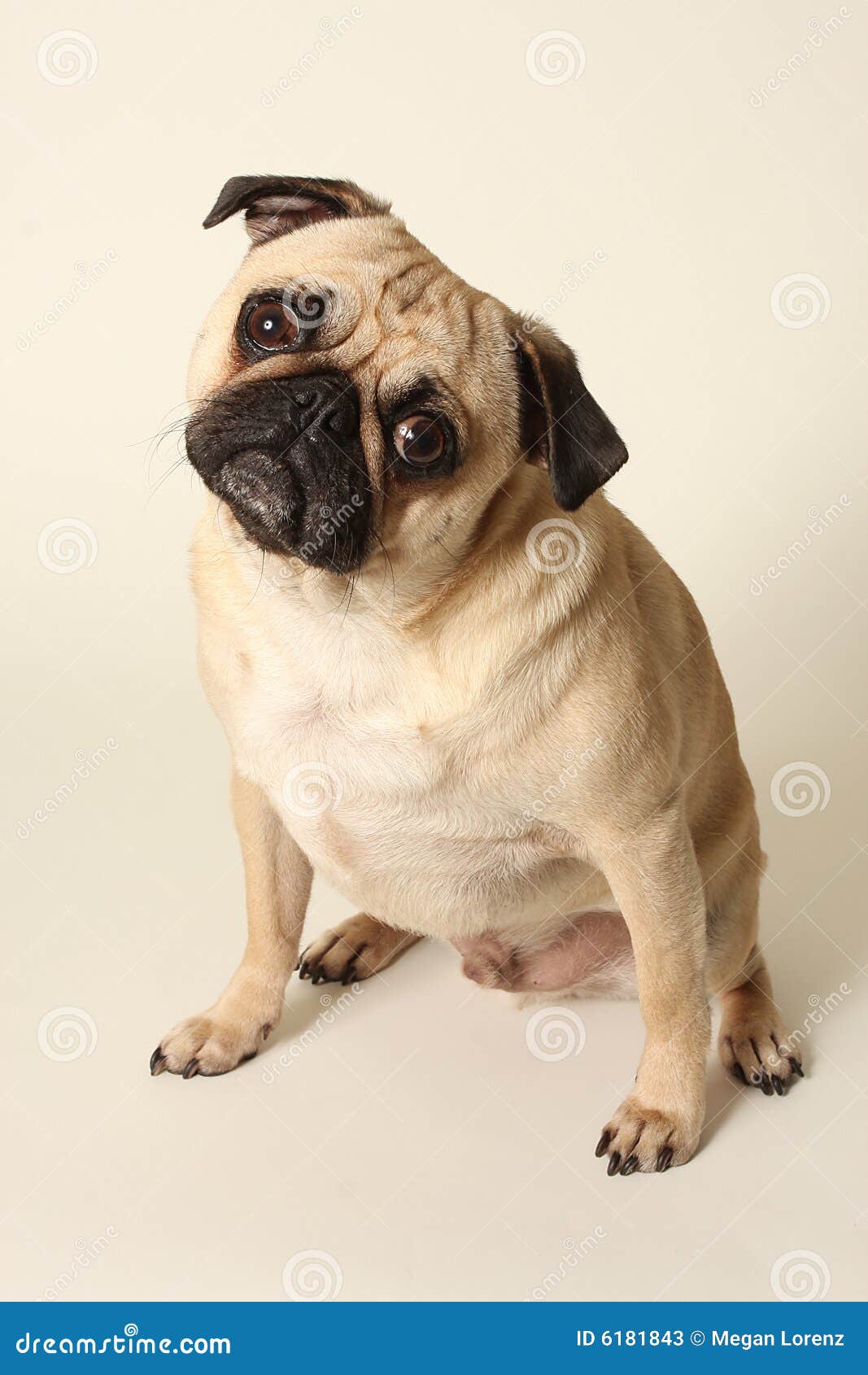 Pug Head Tilt stock image. Image of pedigree, spoiled - 6181843