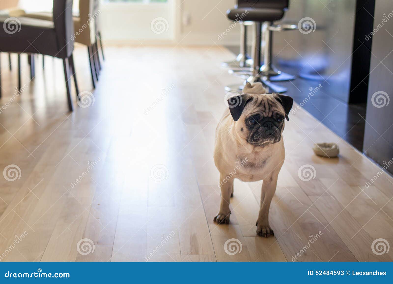 Pug at home stock image. Image of beautiful, mammal, indoor - 52484593