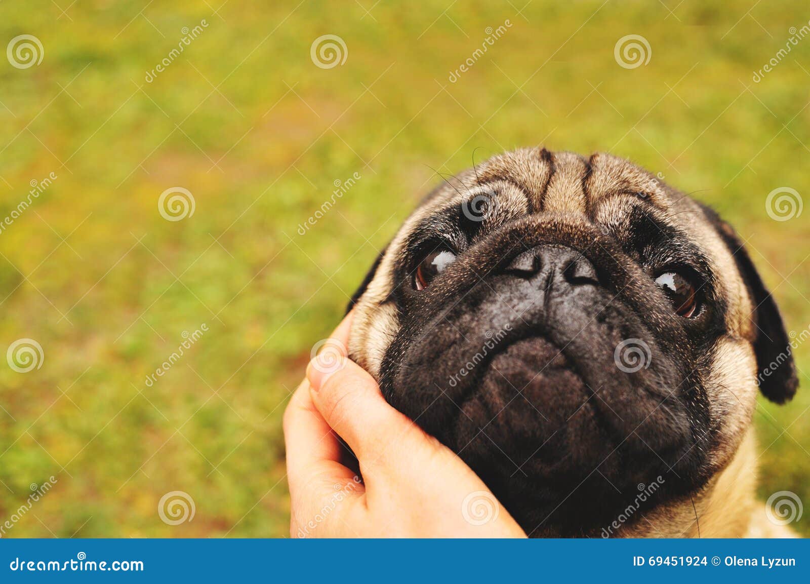 Pug hugged with hand stock photo. Image of baby, puppy - 69451924