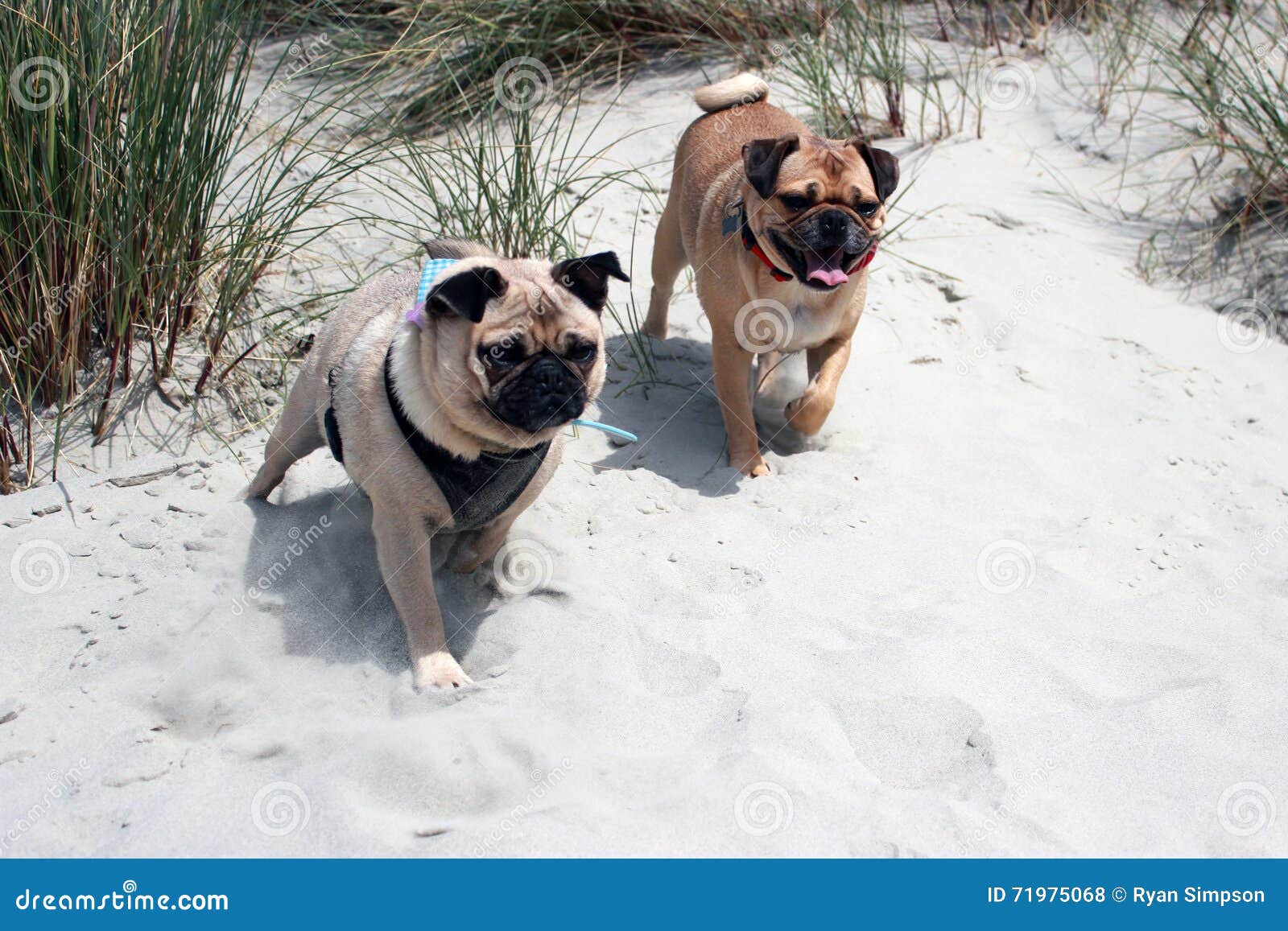 Pug-Hunde Auf Einem Strand Erforschend Stockfoto - Bild von ...