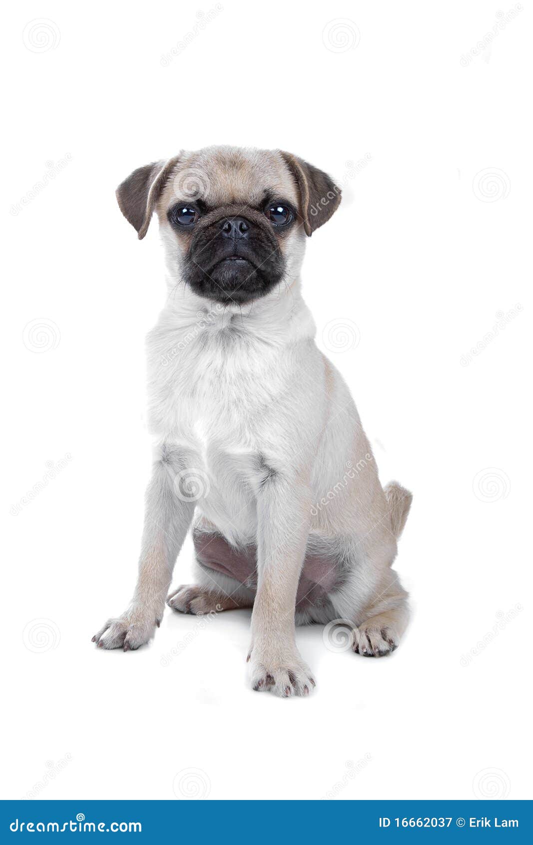 Pug isolado no branco imagem de stock. Imagem de isolado - 16662037