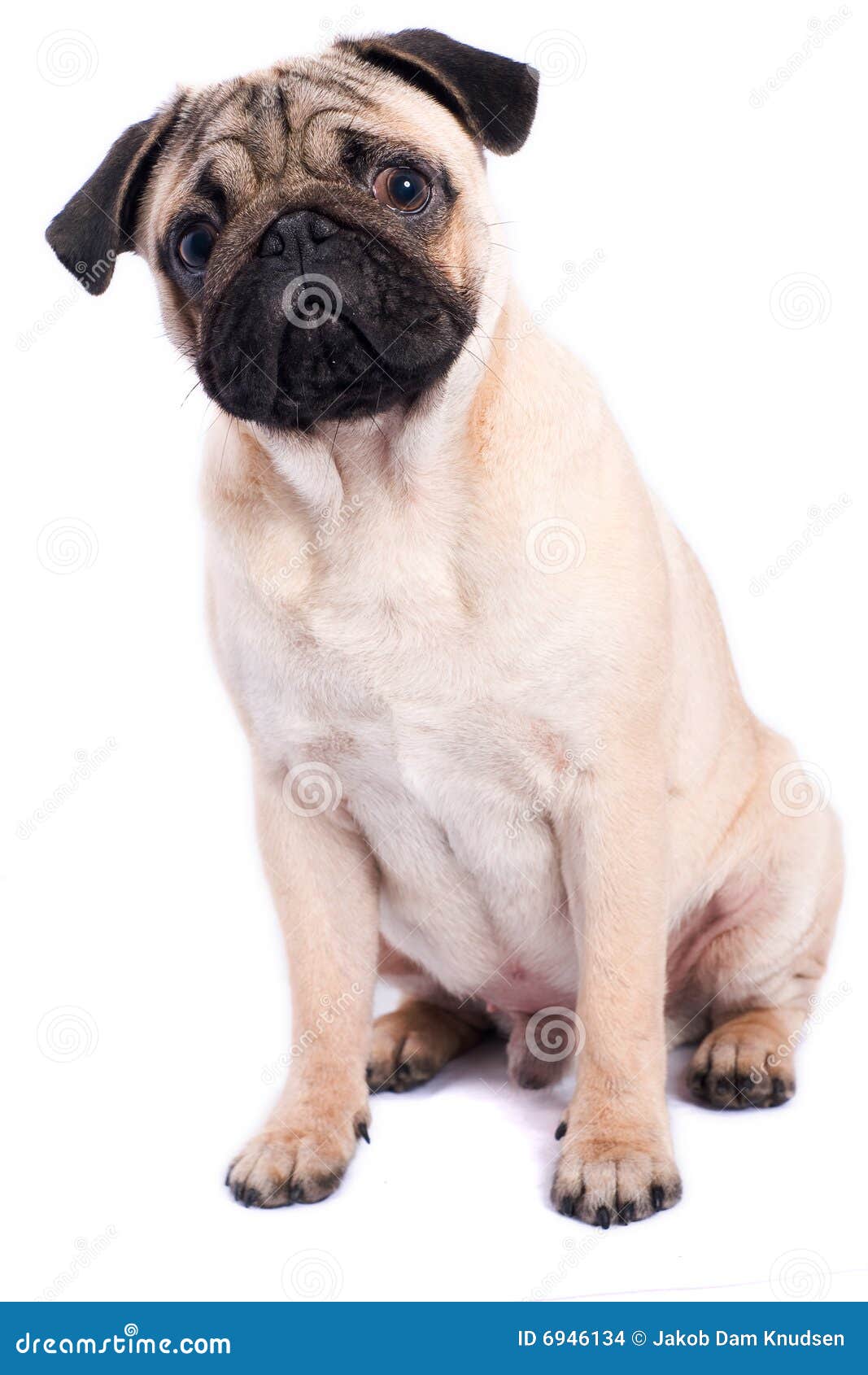 Pug Isolado No Fundo Branco Foto de Stock - Imagem de branco, retrato ...