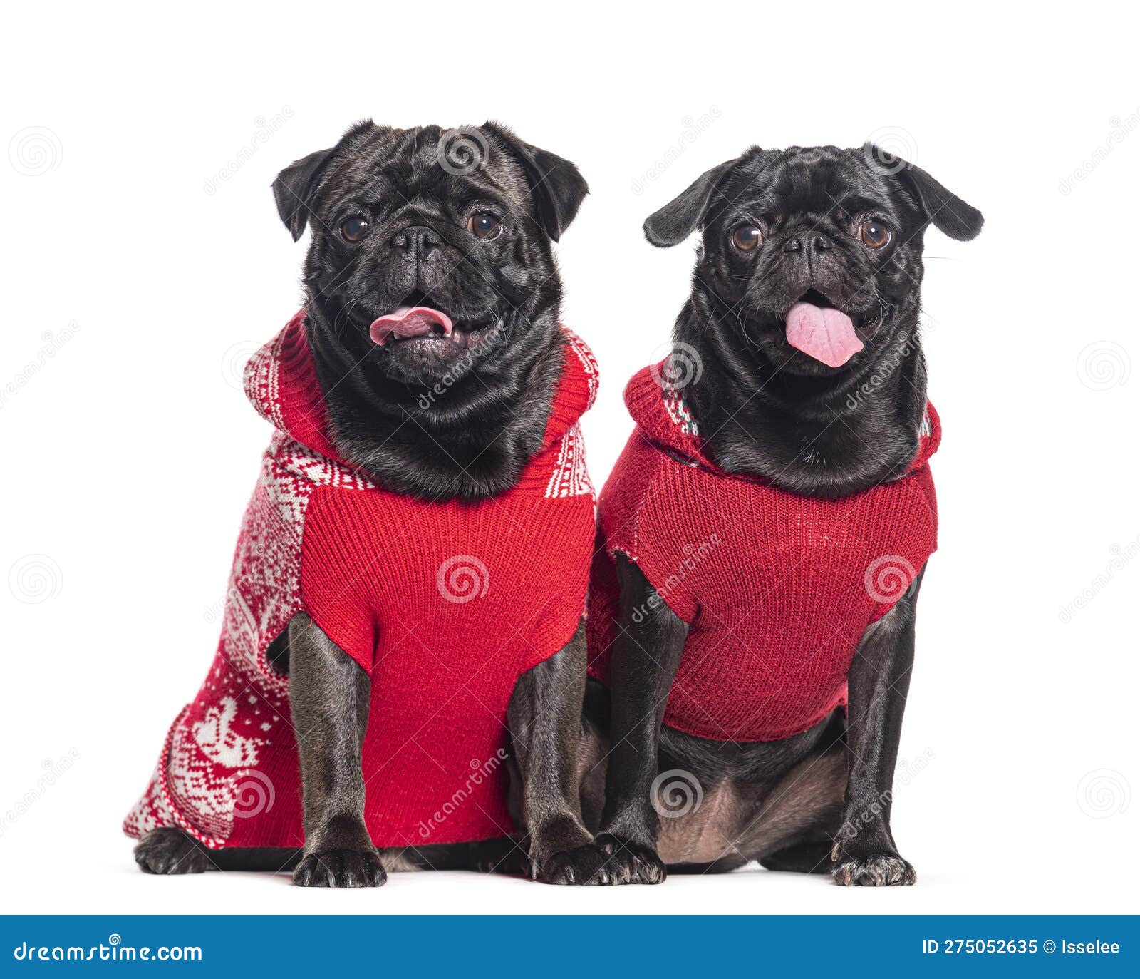 Pug, Isolated on white stock image. Image of isolated - 275052635