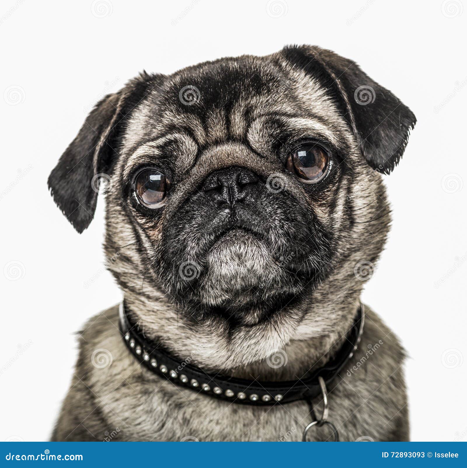 Pug isolated on white stock image. Image of camera, people - 72893093
