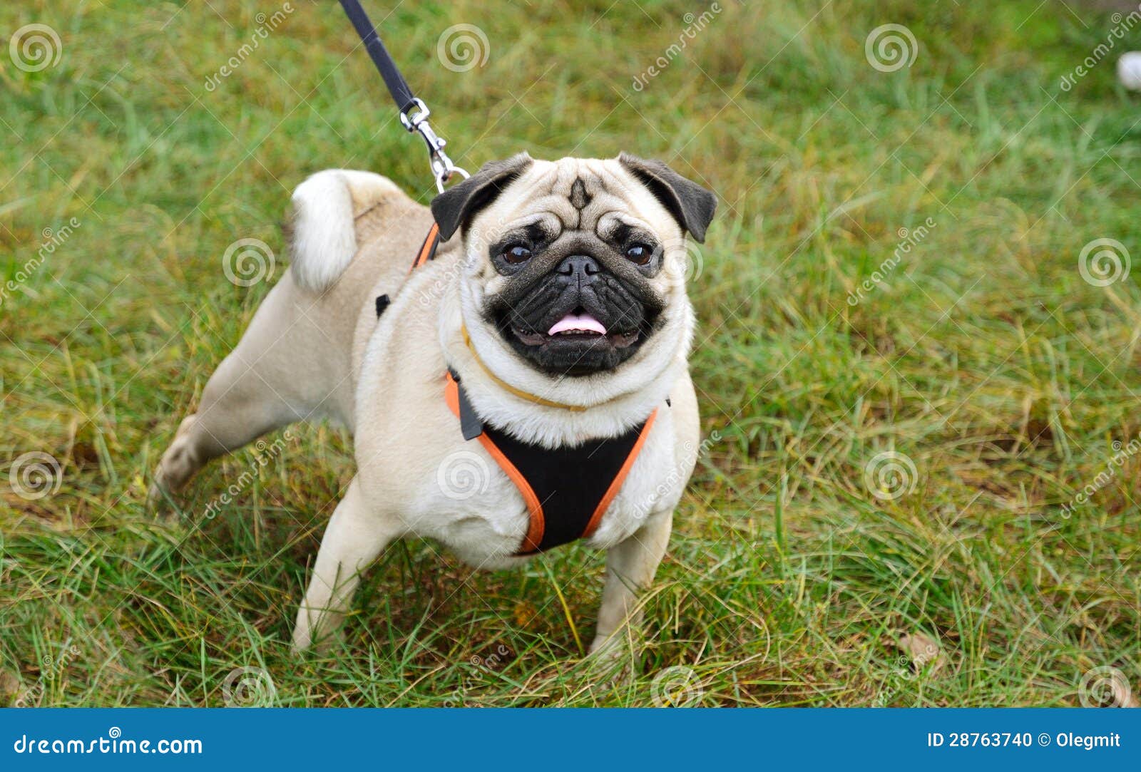 Pug on the leash stock photo. Image of pedigree, looking - 28763740