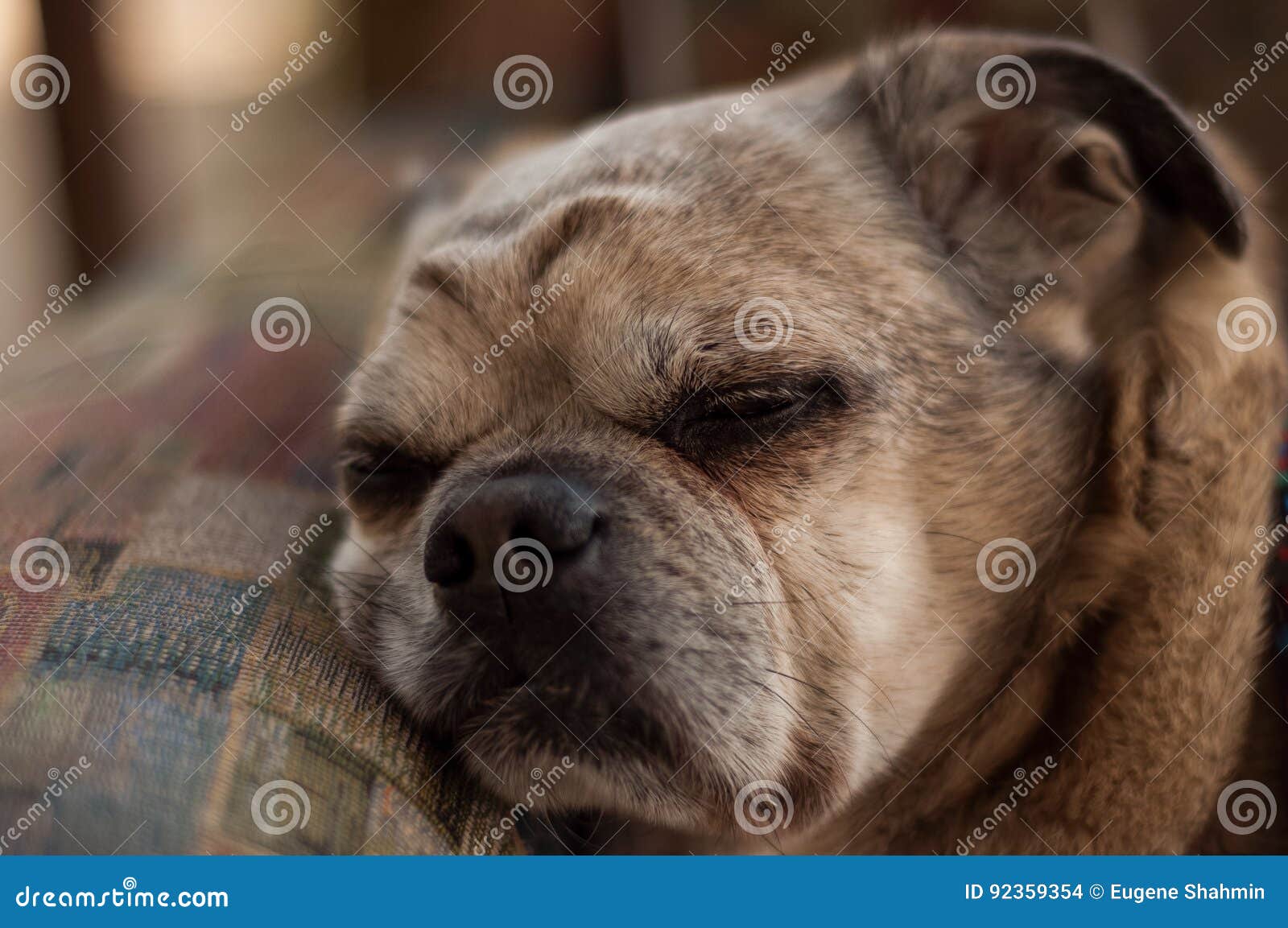 Pug stock photo. Image of animal, country, countryside - 92359354