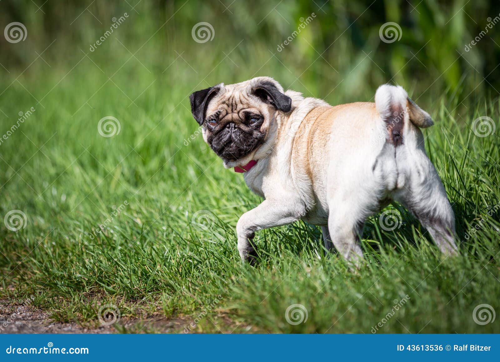 Pug looking backwards stock photo. Image of green, fashion - 43613536