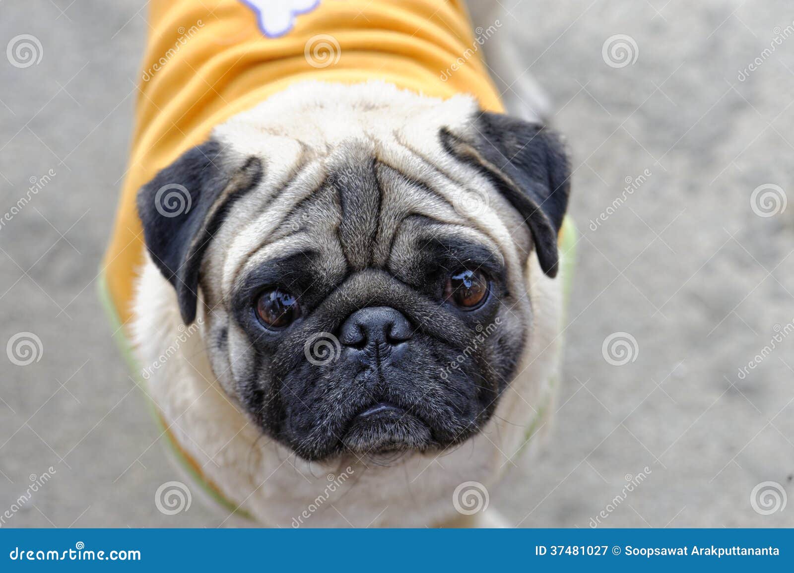Pug stock image. Image of puppy, wringle, carnivoran - 37481027