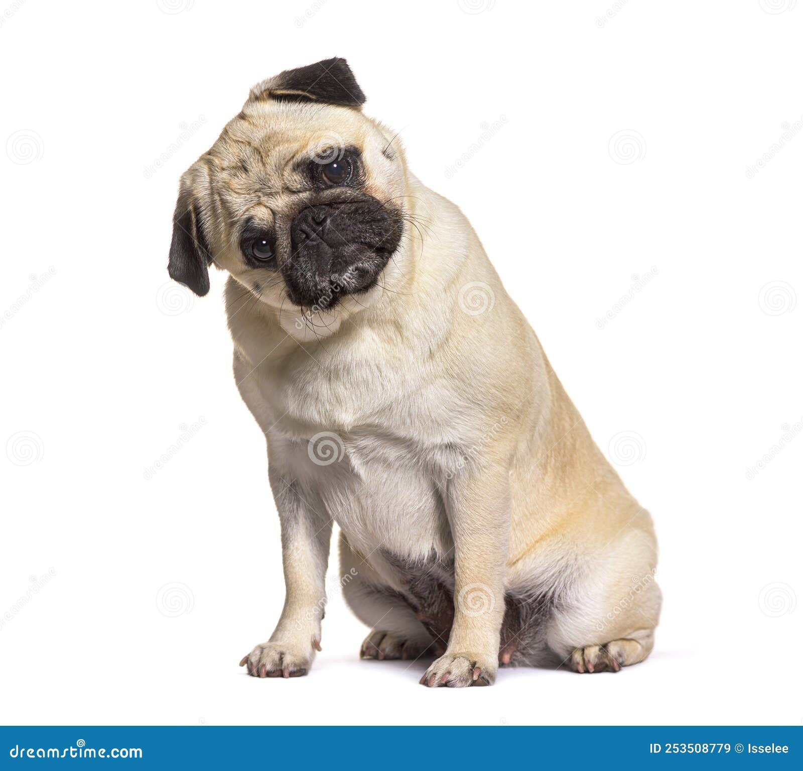 Pug Looking Down with Curiosity, Isolated Stock Image - Image of ...