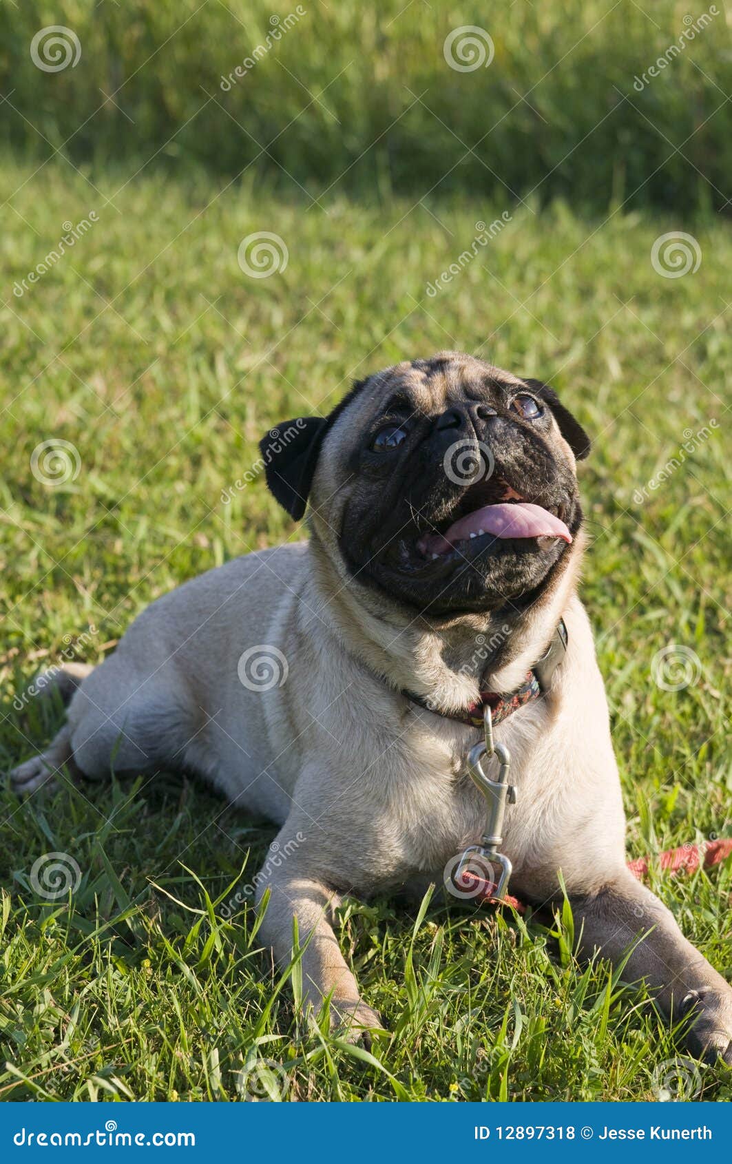 Pug Looking Up stock photo. Image of breed, hanging, looking - 12897318
