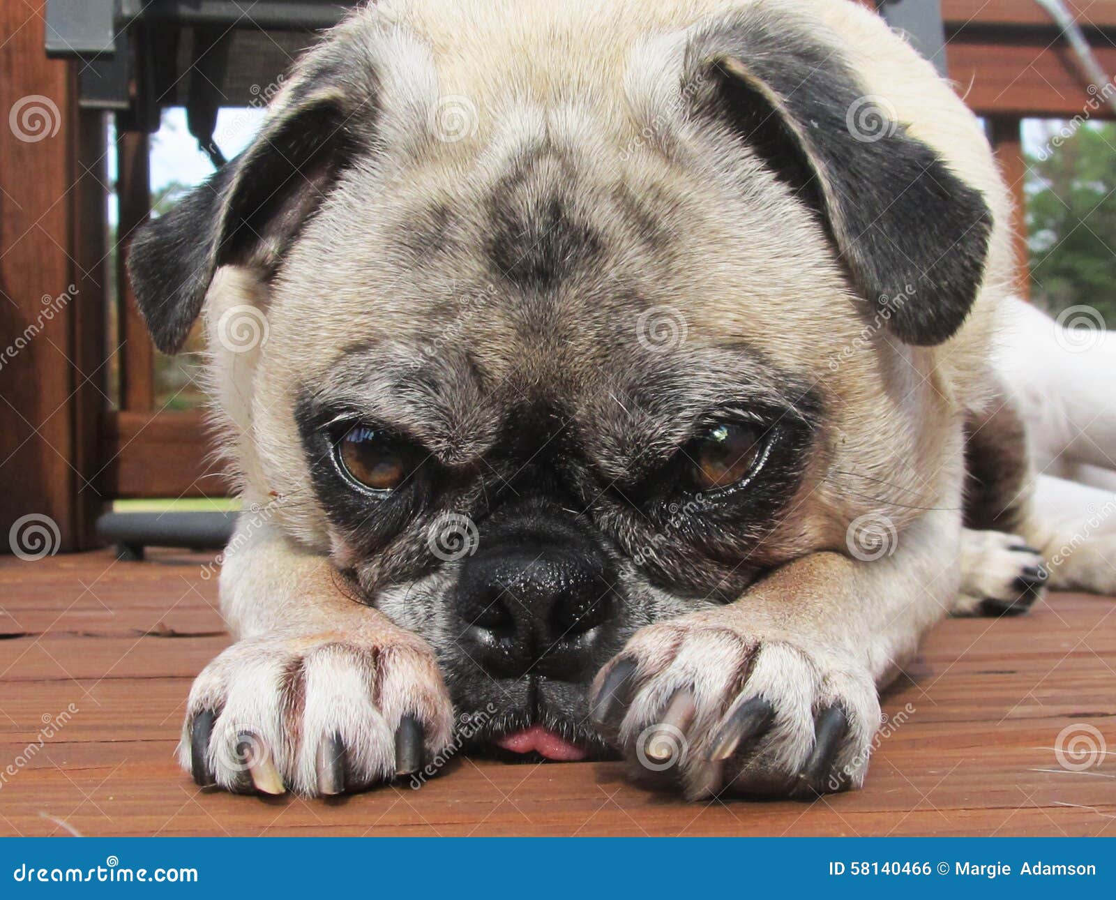 Pug Love stock photo. Image of mask, breed, companionship - 58140466