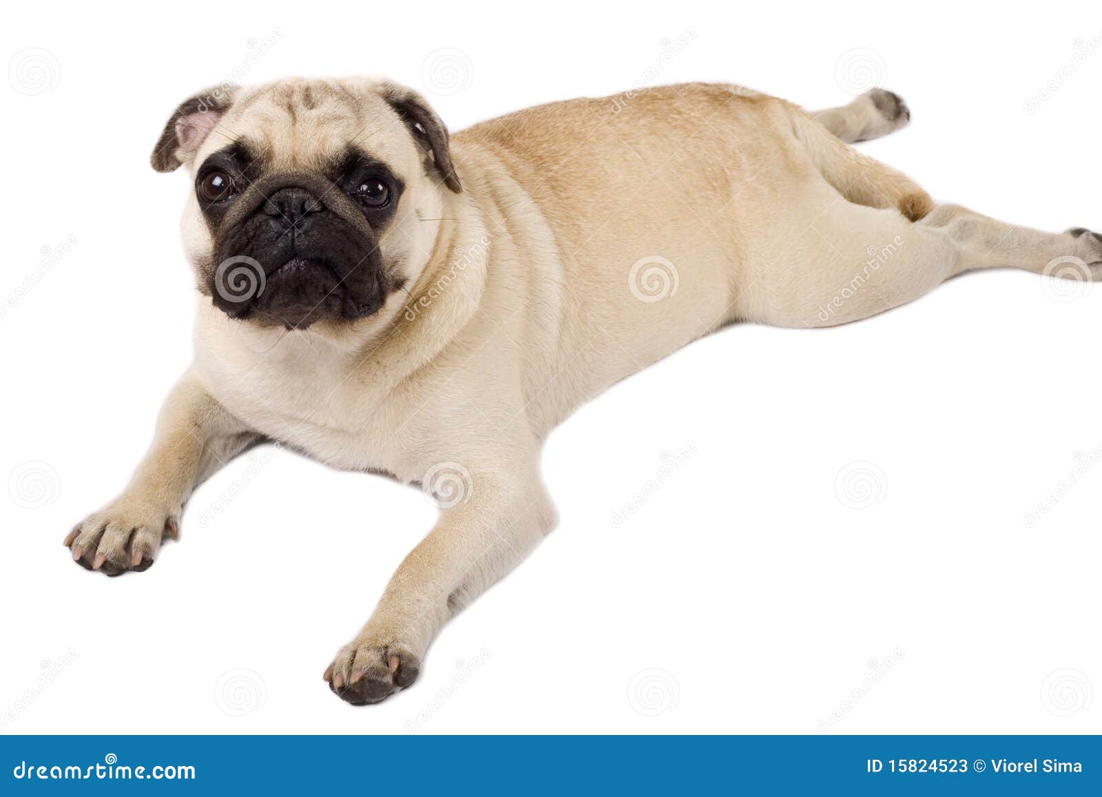 Spotted Pug Stock Photos - Free & Royalty-Free Stock Photos from Dreamstime