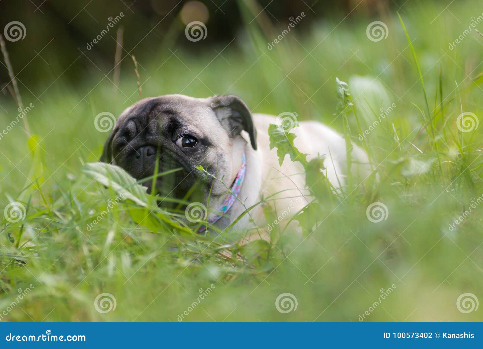 Pug lying in a grass stock photo. Image of green, puppy - 100573402