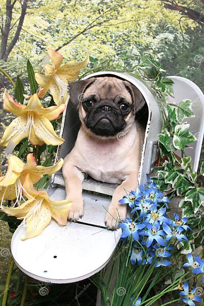 Pug in a Mailbox stock photo. Image of mailbox, delivery - 24161112