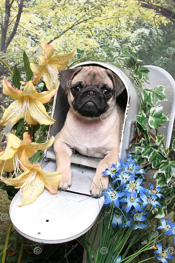 Pug in a Mailbox stock photo. Image of mailbox, delivery - 24161112
