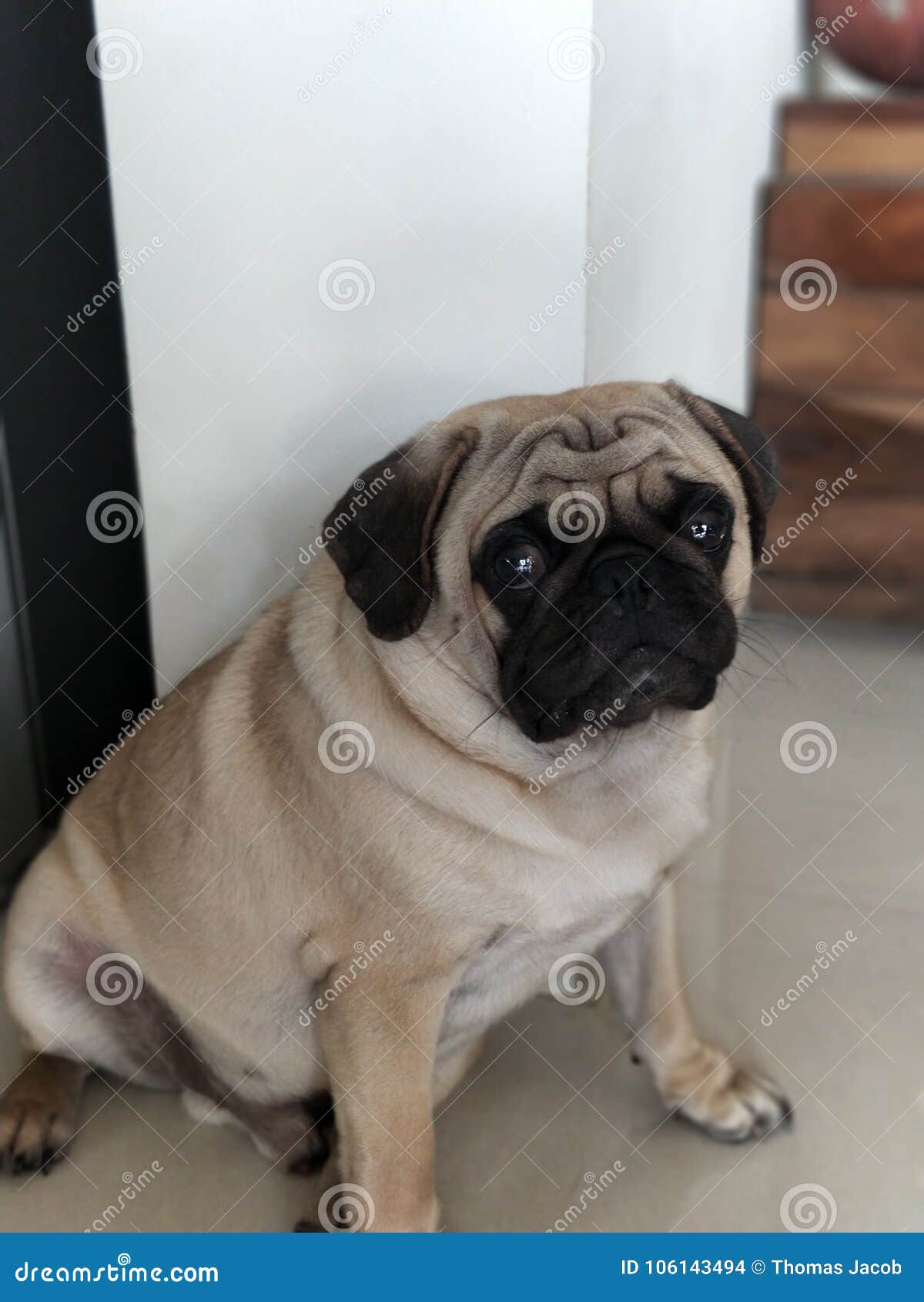 Sad puppy stock photo. Image of making, love, face, puppy - 106143494