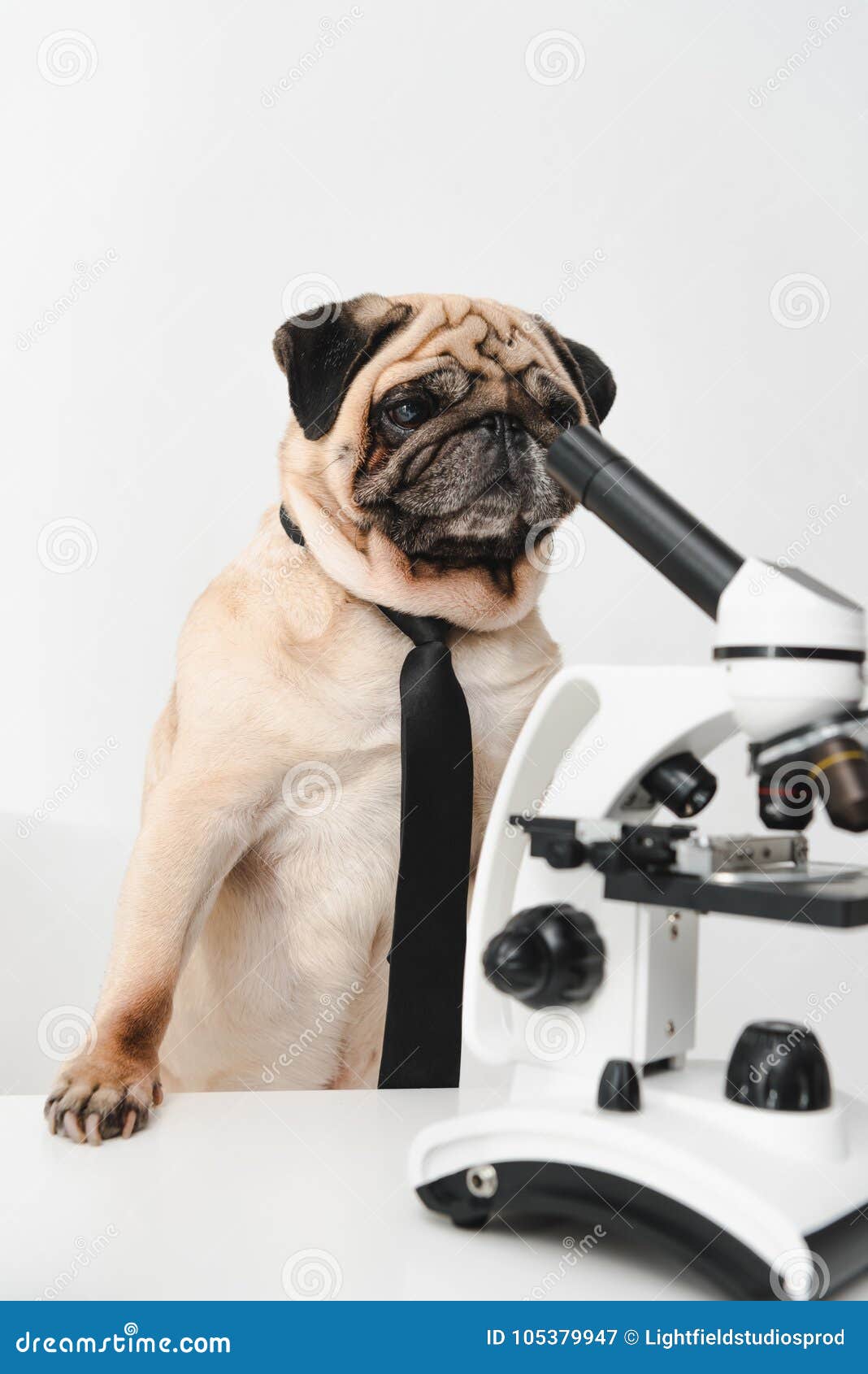 Pug with microscope stock image. Image of purebred, adorable - 105379947