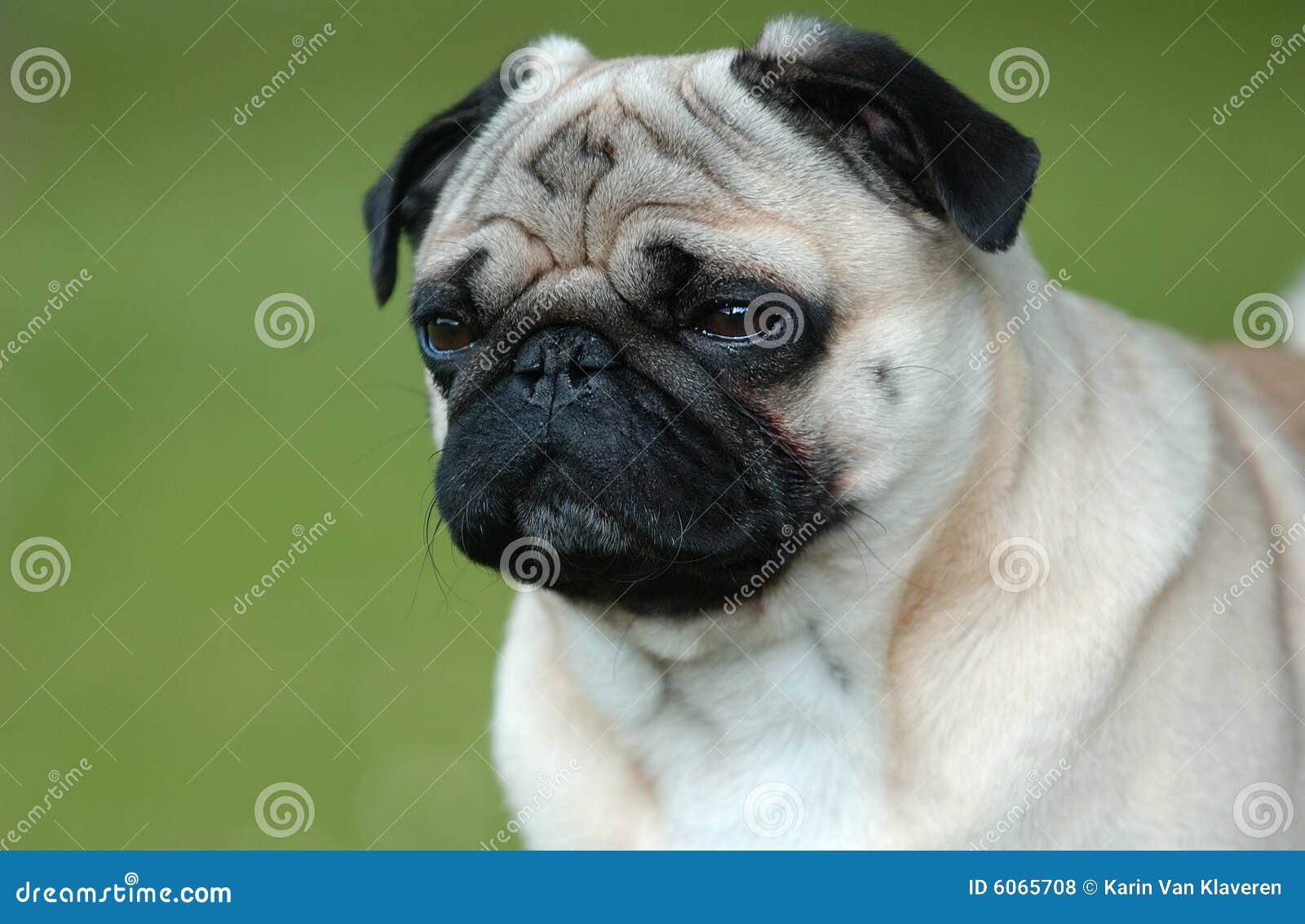 Pug - Mops stock photo. Image of animals, face, eyes, black - 6065708