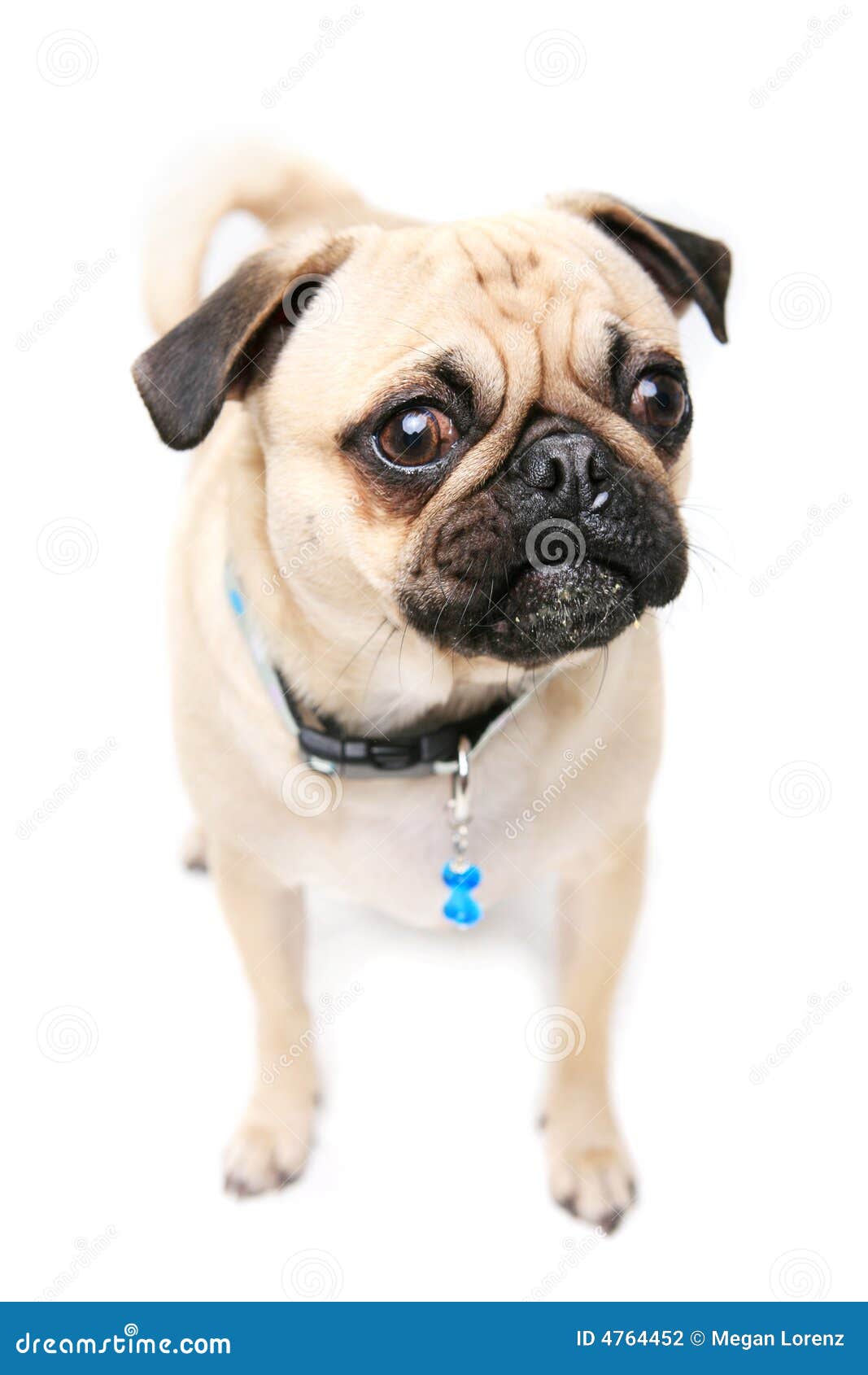 Pug Mug stock photo. Image of white, canine, funny, space - 4764452