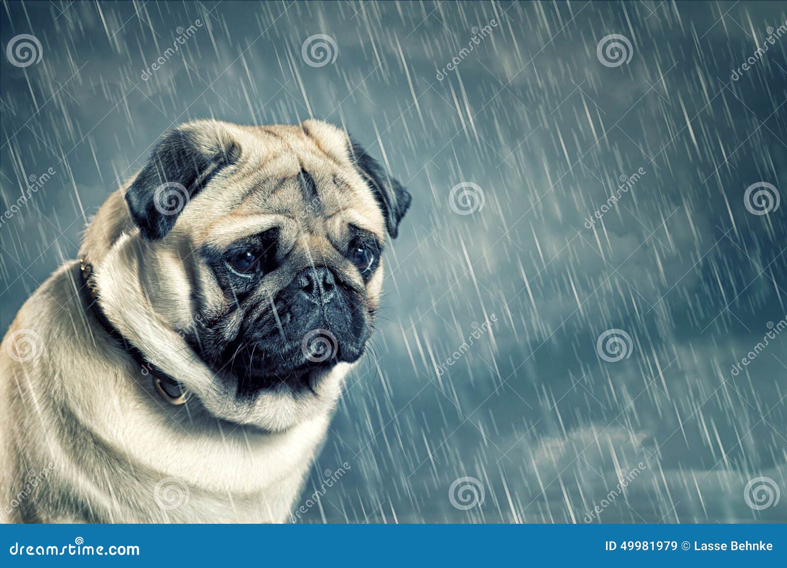 Pug na chuva imagem de stock. Imagem de apetite, brilho - 49981979