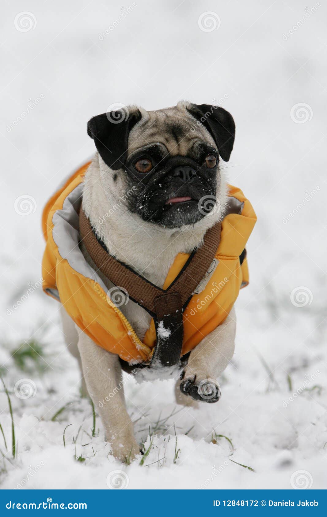 Pug na neve foto de stock. Imagem de cerco, neve, fêmea - 12848172
