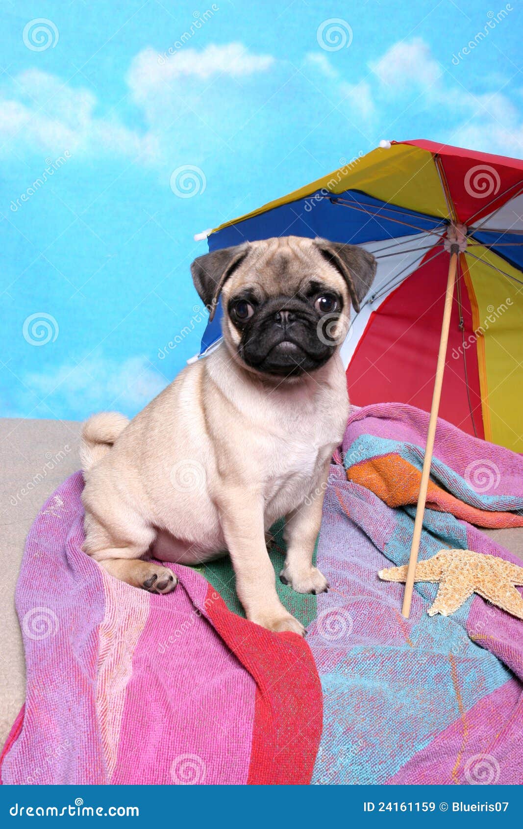 Pug na praia imagem de stock. Imagem de canino, azul - 24161159