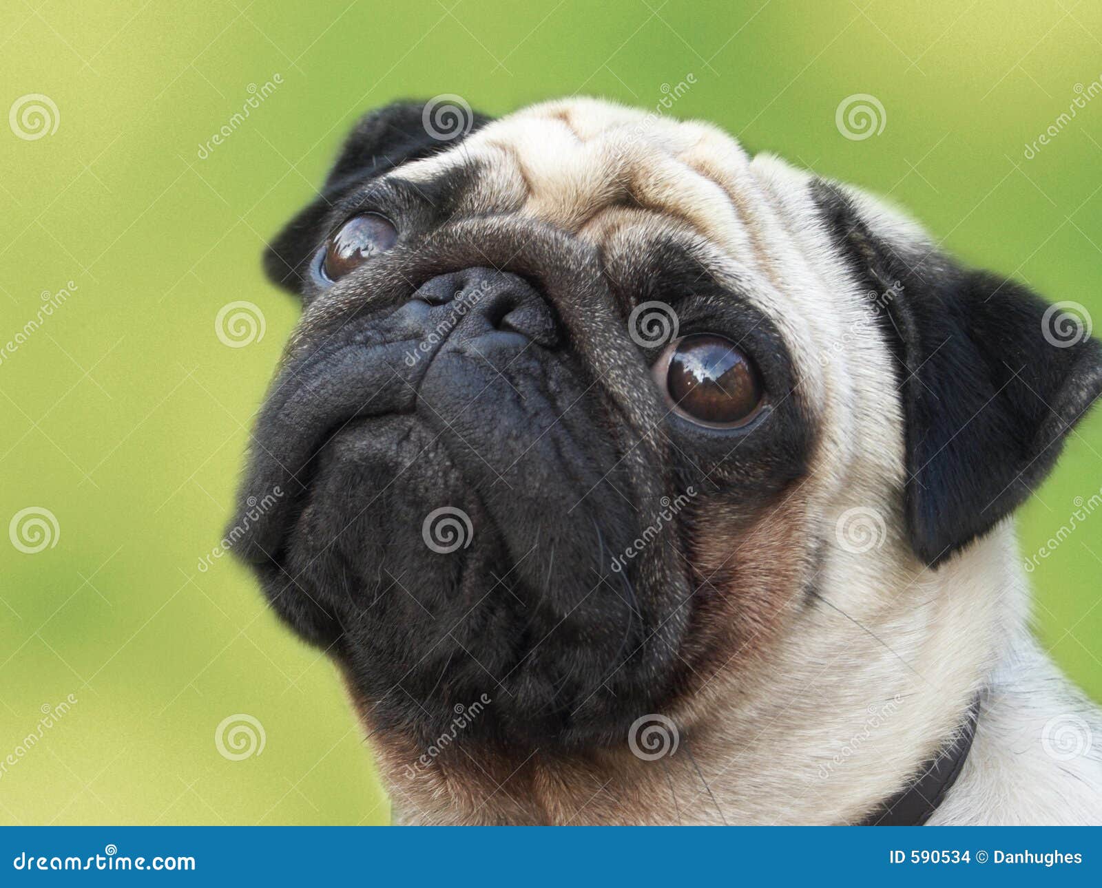 Pug no fundo verde foto de stock. Imagem de tristeza, pequeno - 590534