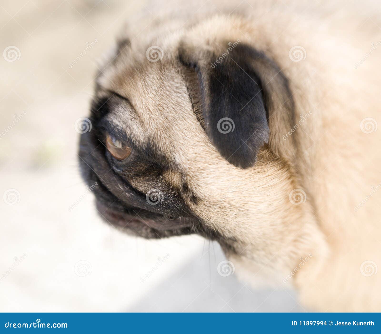Pug Outside stock photo. Image of outside, baby, depth - 11897994