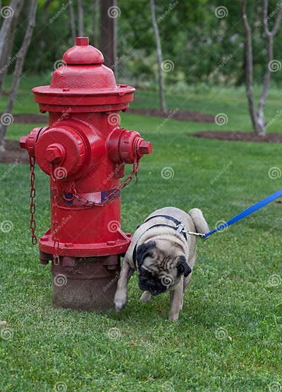 Pug peeing on fire hydrant stock photo. Image of outdoors - 12310452