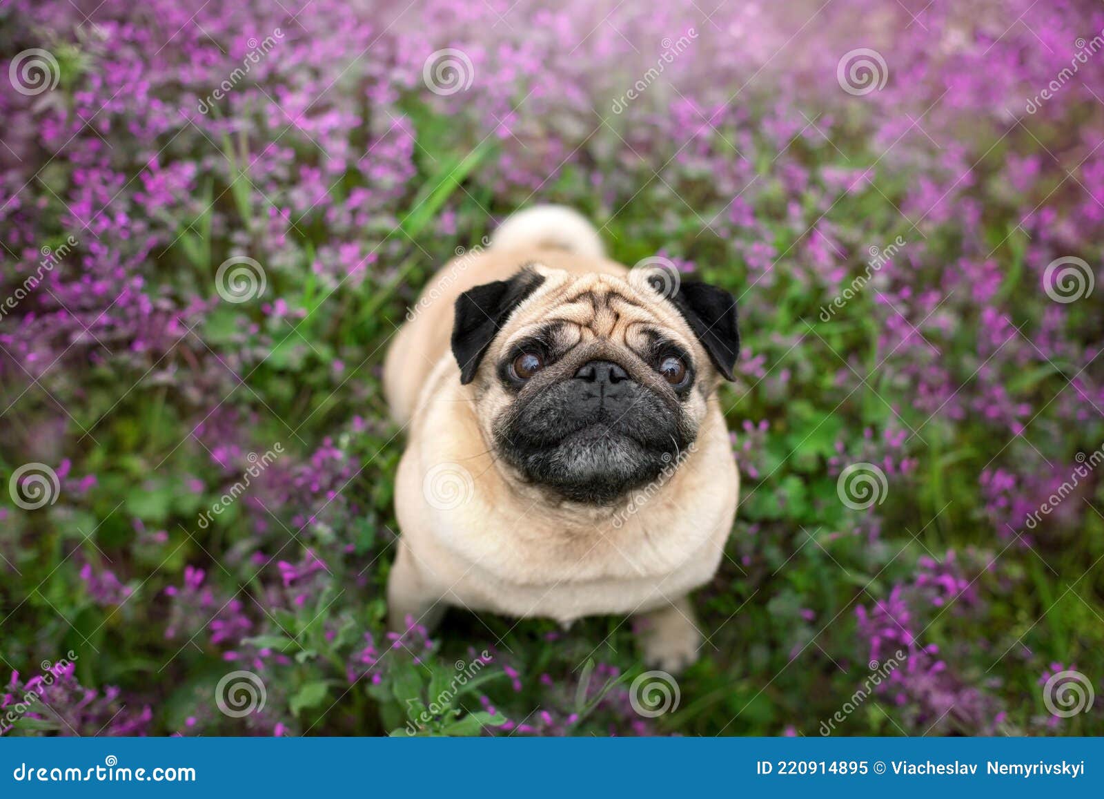 Pug in flowers stock image. Image of beautiful, action - 220914895