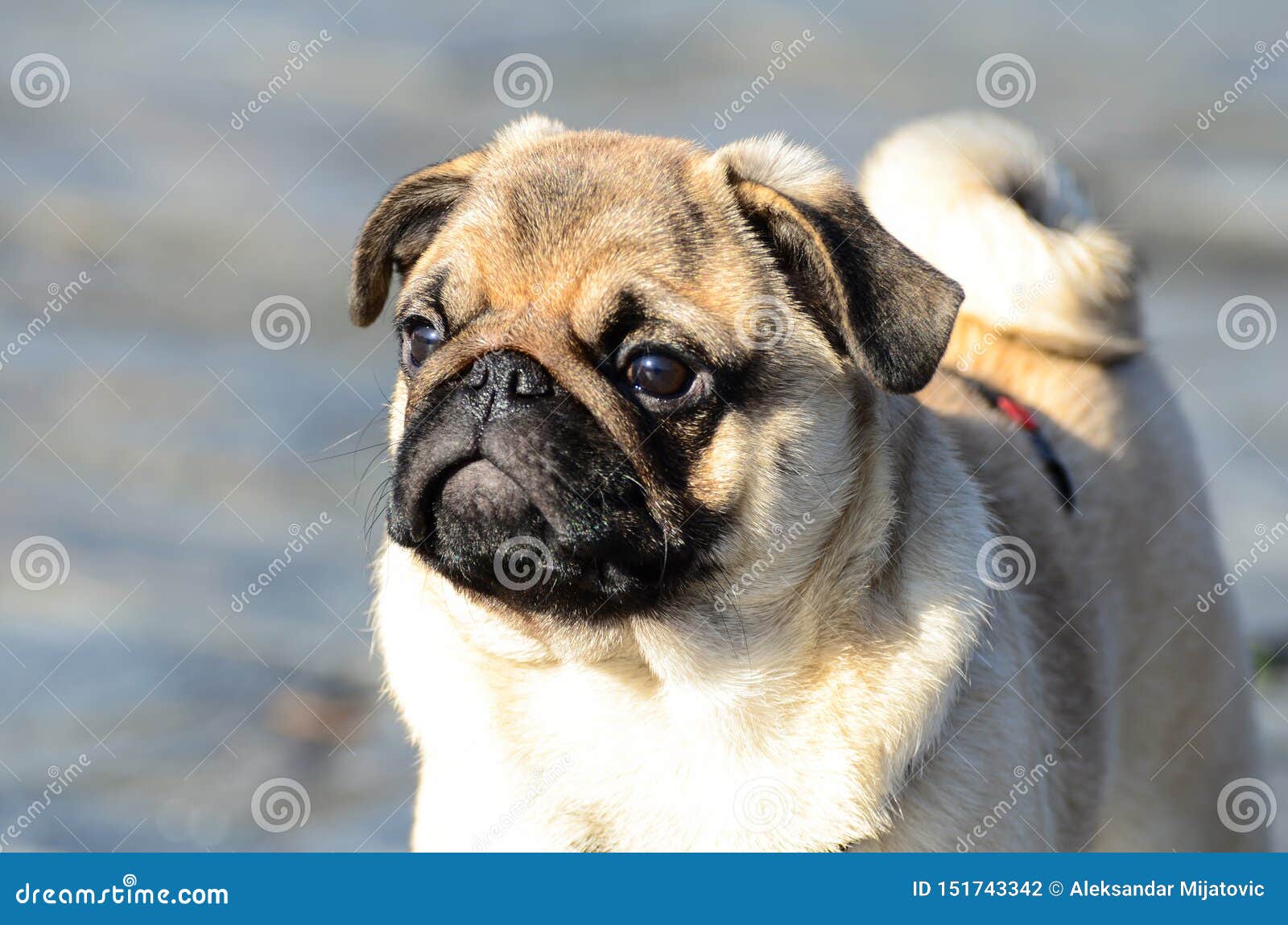 Pug portrait stock photo. Image of obedient, carlin - 151743342