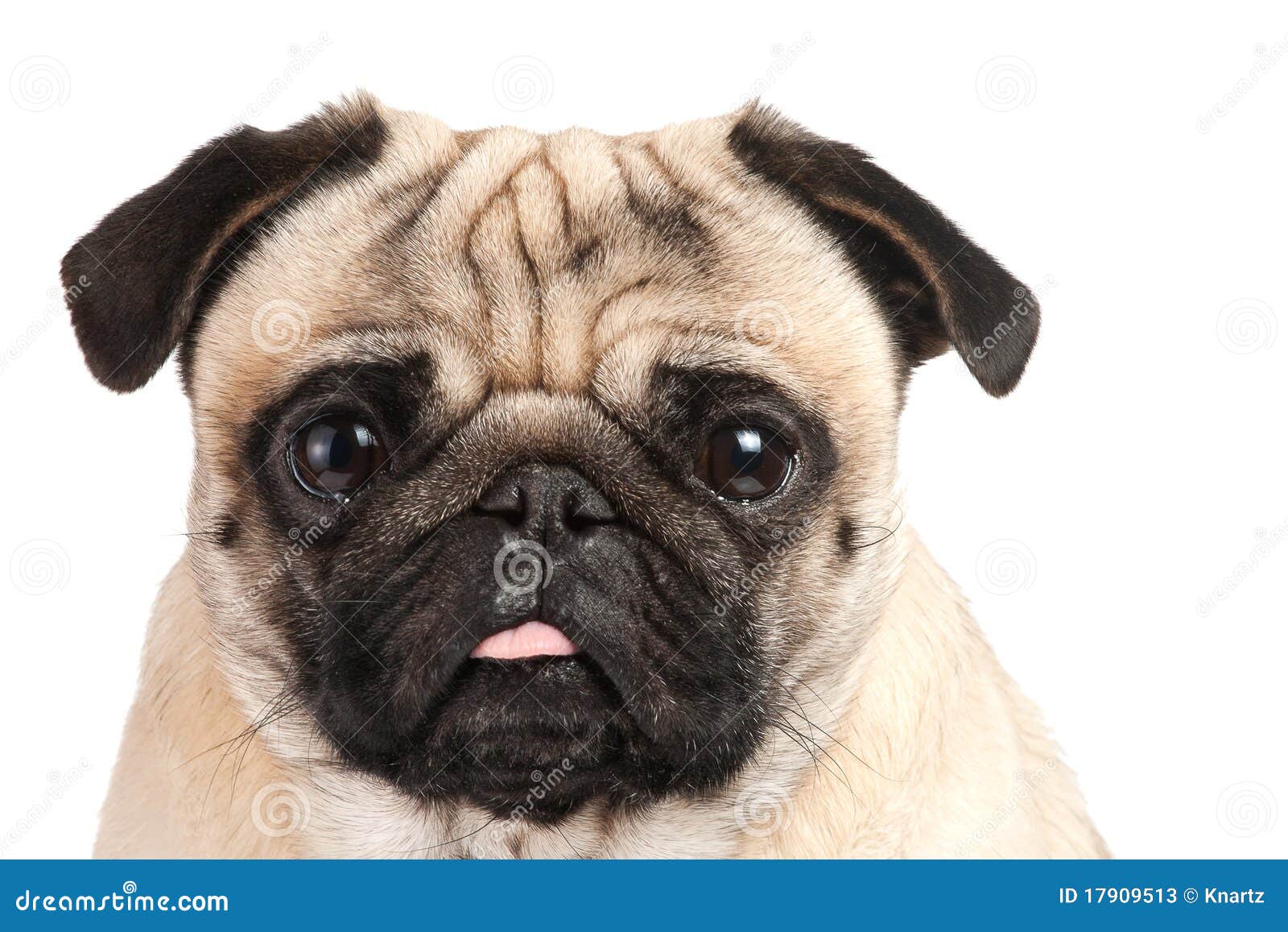 Pug portrait stock image. Image of face, studio, shot - 17909513