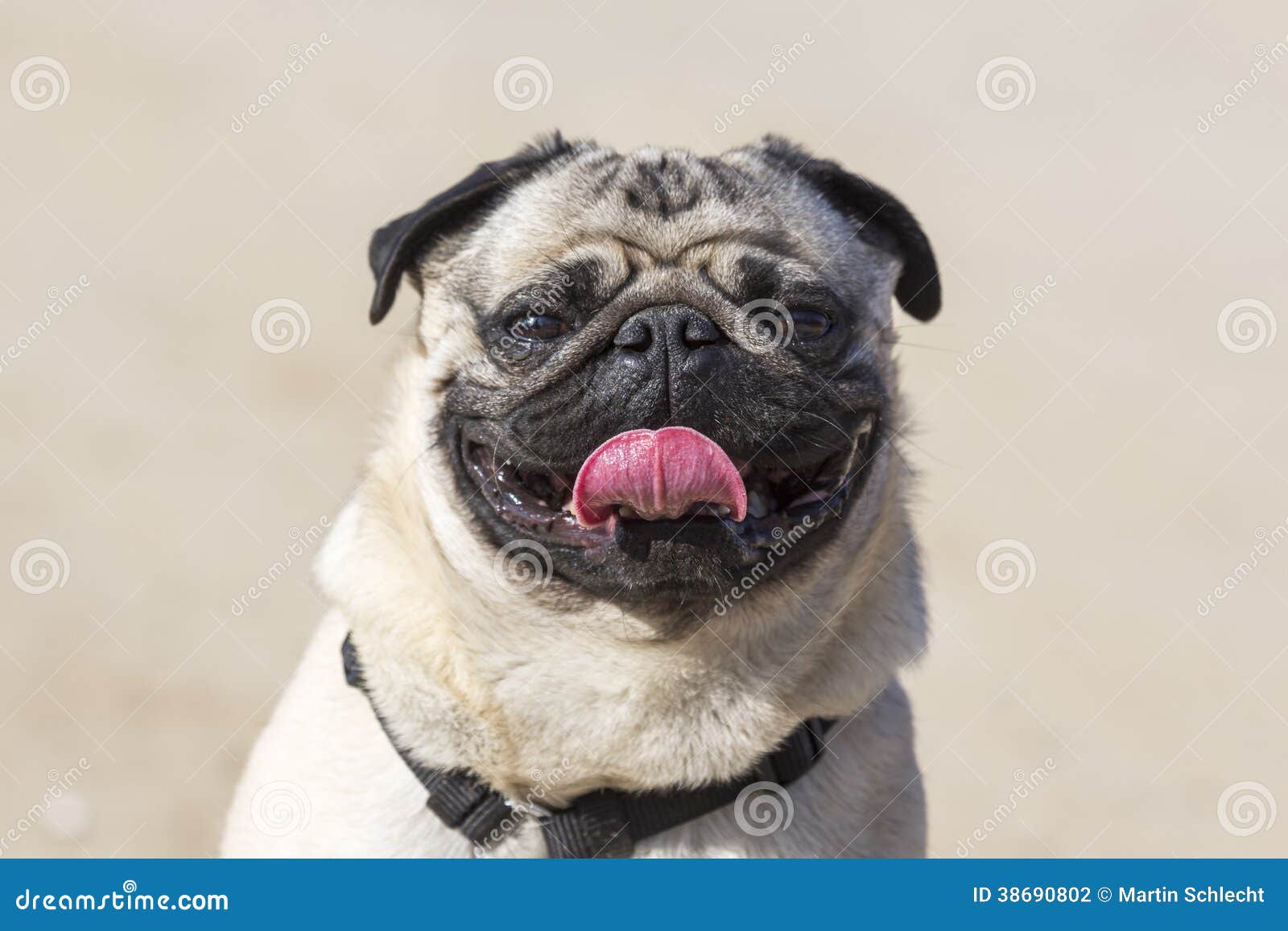 Pug portrait stock photo. Image of dogs, wrinkles, canine - 38690802