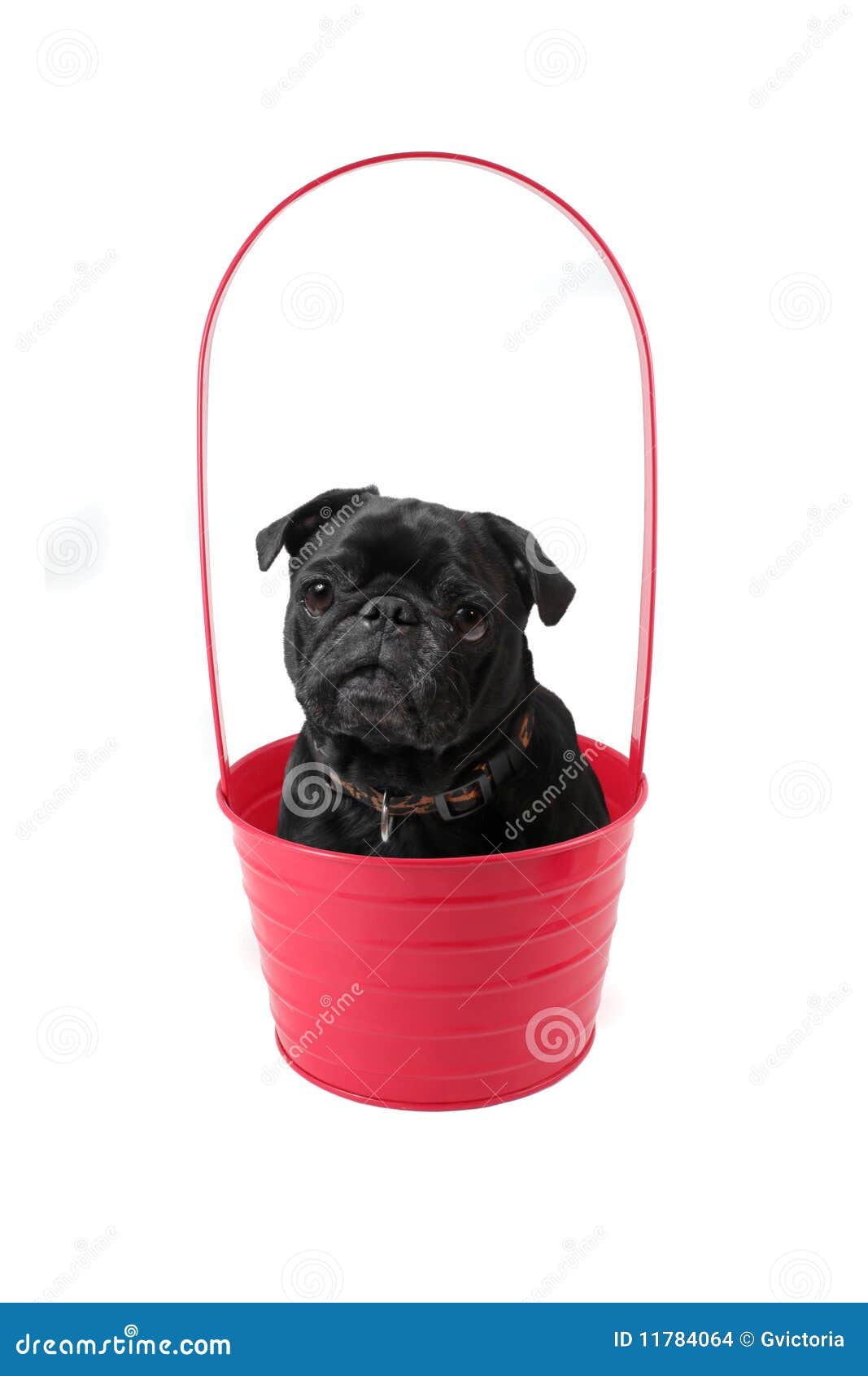 Pug in Pot stock photo. Image of sitting, comical, silly - 11784064