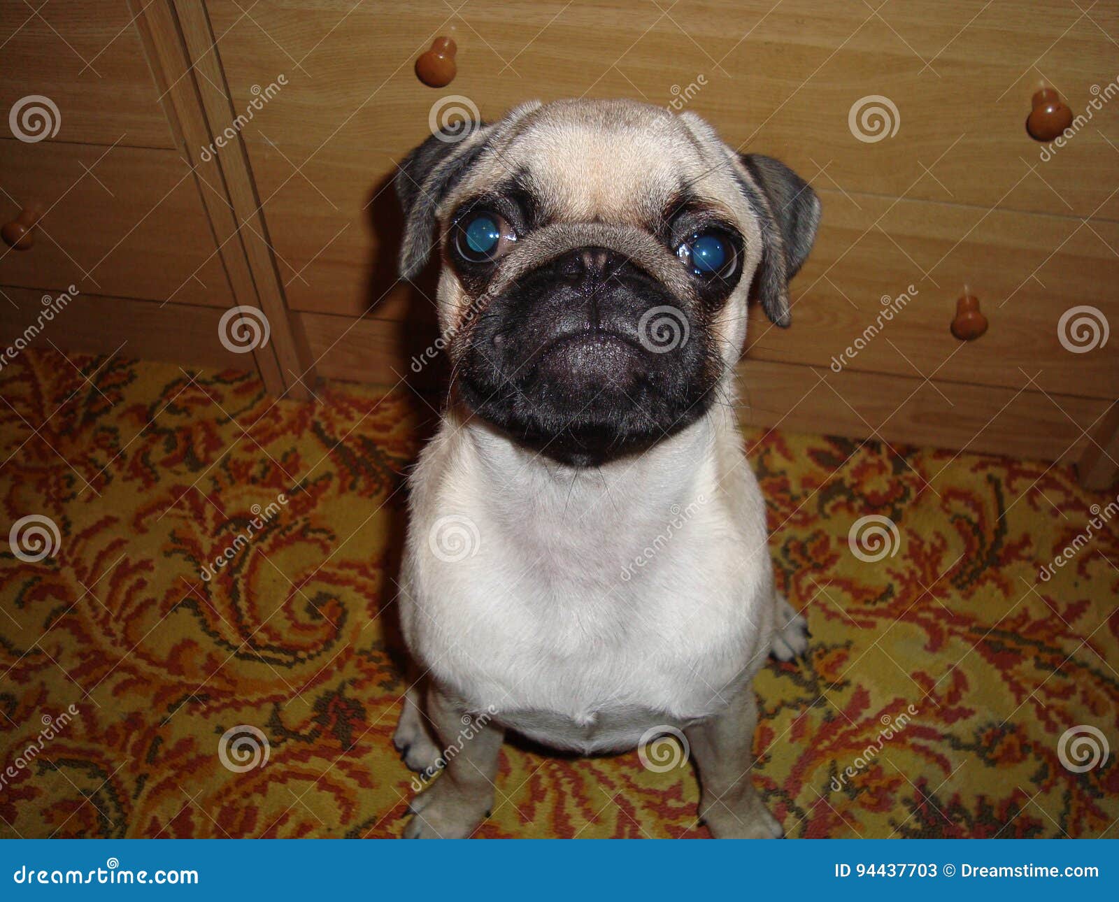 Pug stock image. Image of pequeaplusmn, moda, carlino - 94437703