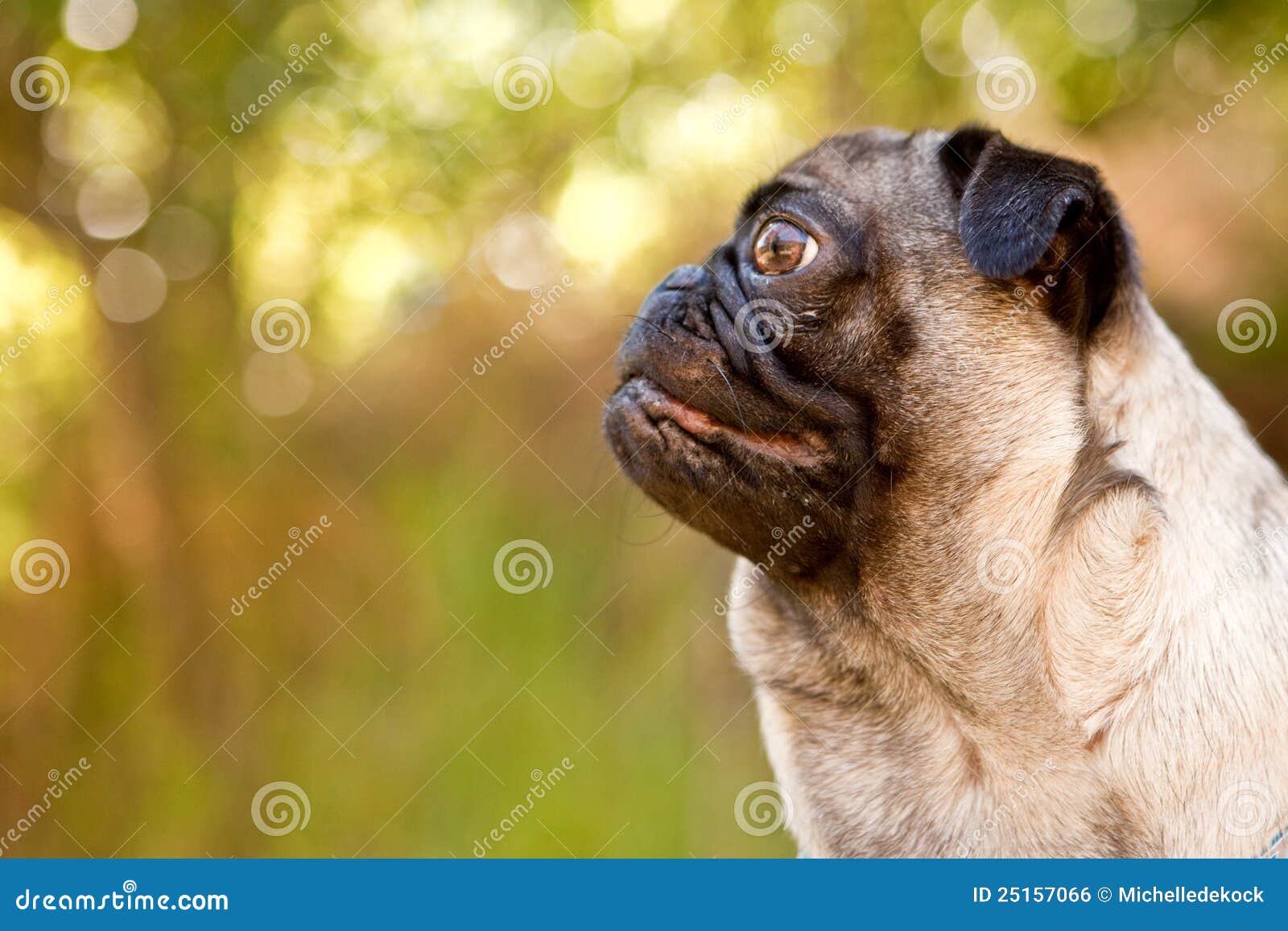 Pug profile stock photo. Image of nature, forest, eyes - 25157066